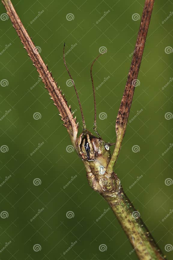 Stick-bug stock image. Image of wildlife, animals, antenna - 22287971