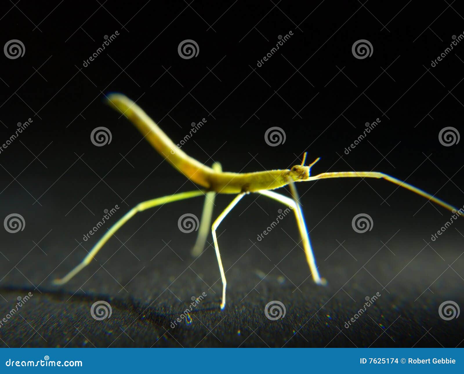 Stick Bug stock photo. Image of walking, insect, standing - 7625174