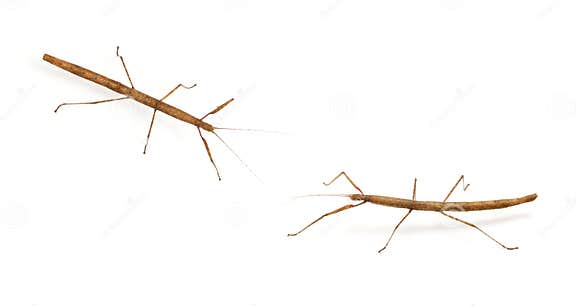 Stick bug, insect stock image. Image of macro, beautiful - 17822965
