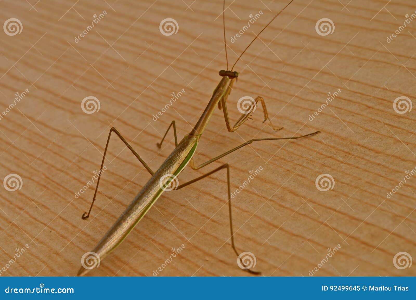 Stick Bug stock image. Image of ghost, phasmids, walking - 92499645
