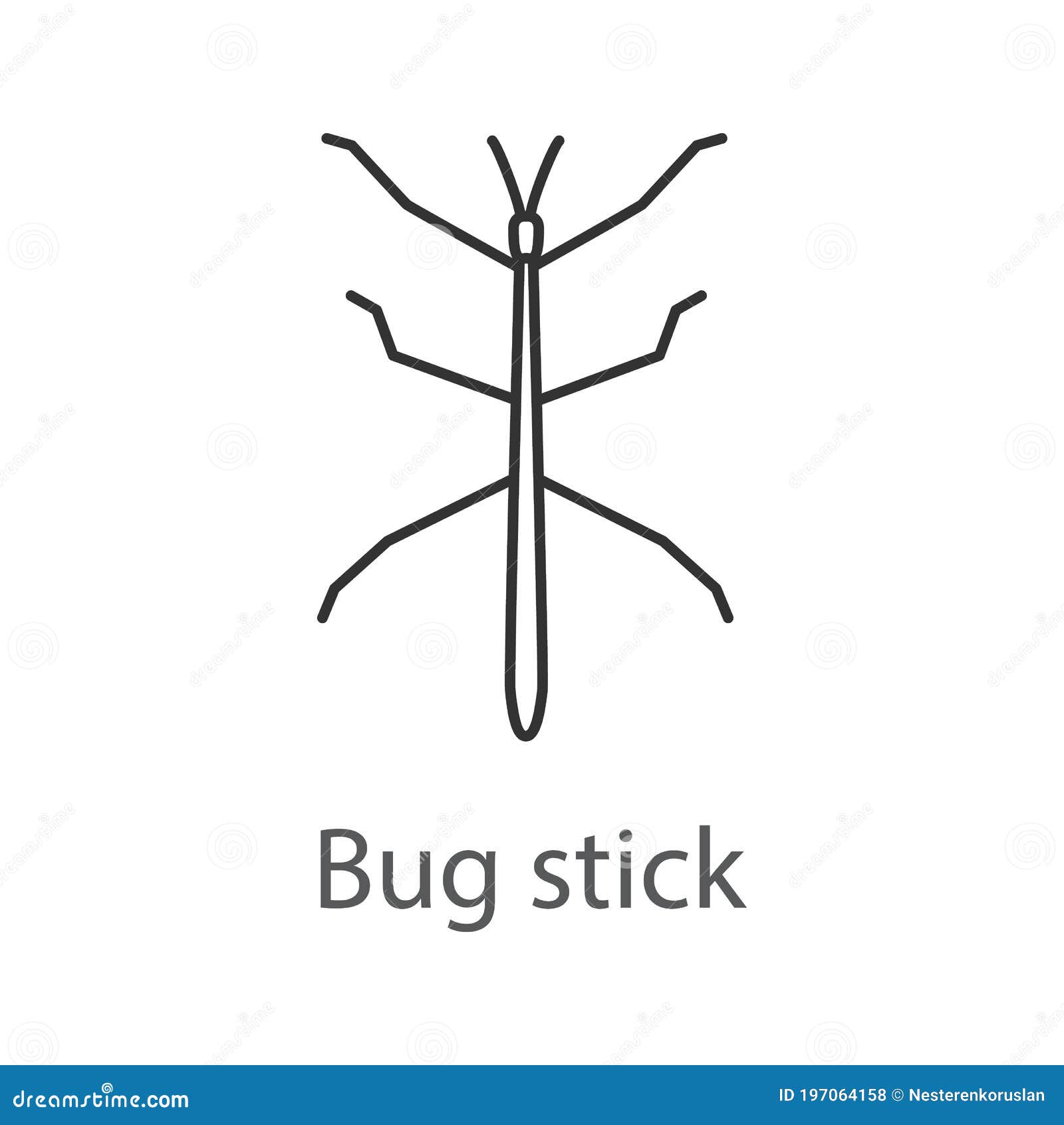 Walking Stick Insect Drawing