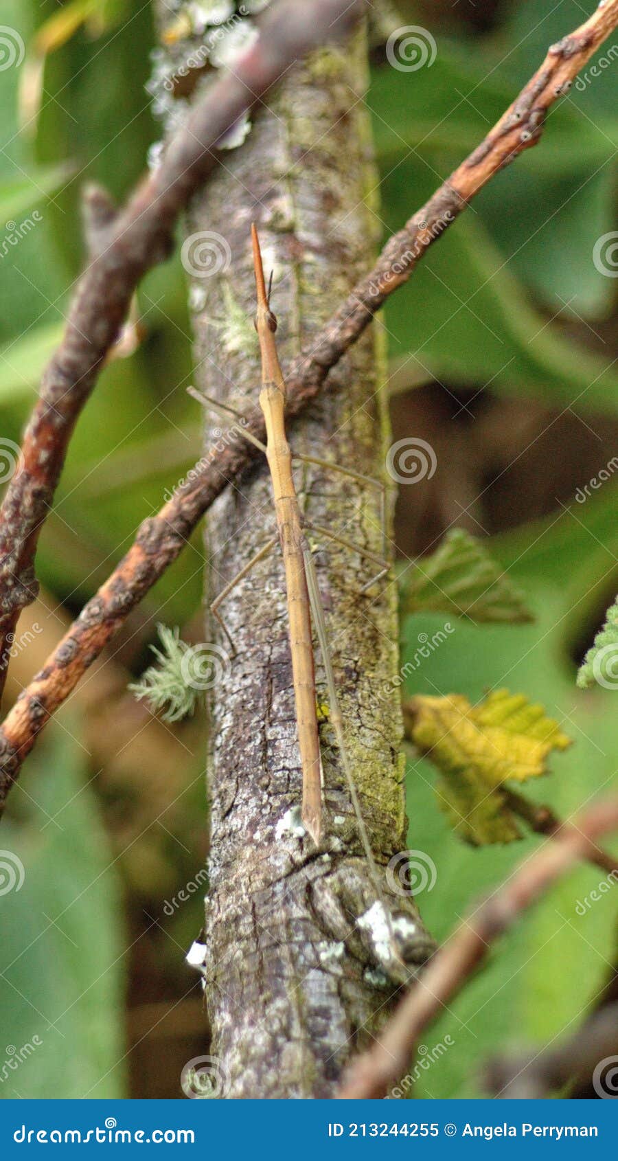 Stick bug on a tree limb stock image. Image of imbabura - 213244255