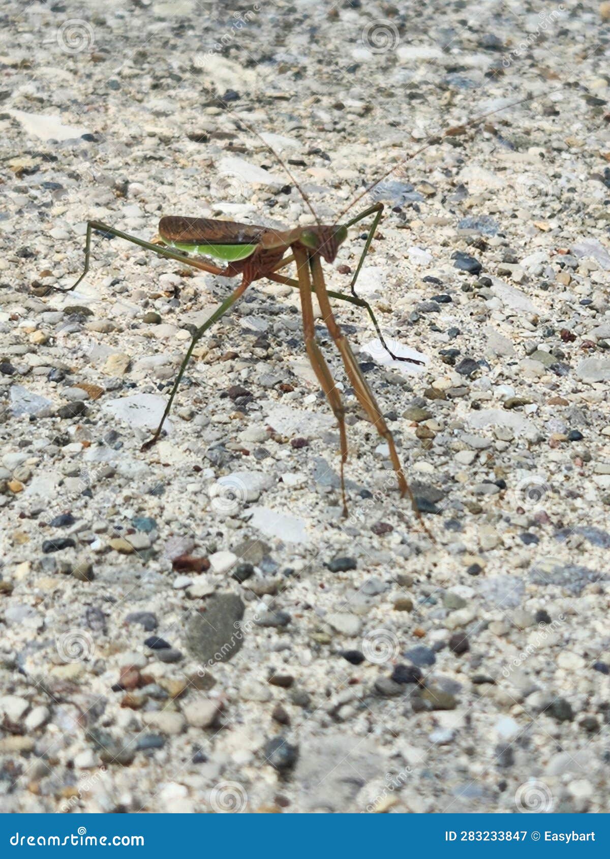 Stick bug up close stock image. Image of stick, reptile - 283233847