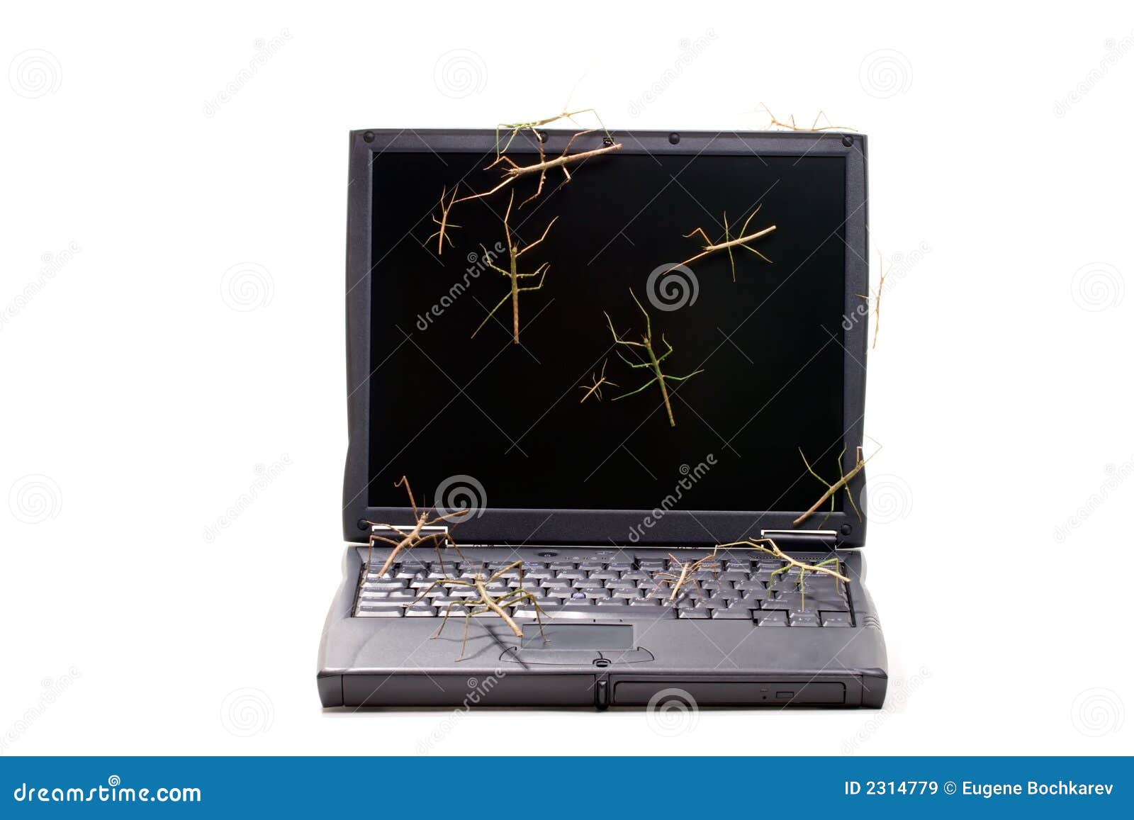 Stick bugs stock image. Image of identity, guard, protection - 2314779