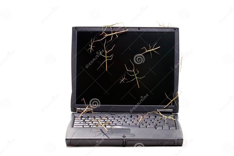 Stick bugs stock image. Image of identity, guard, protection - 2314779