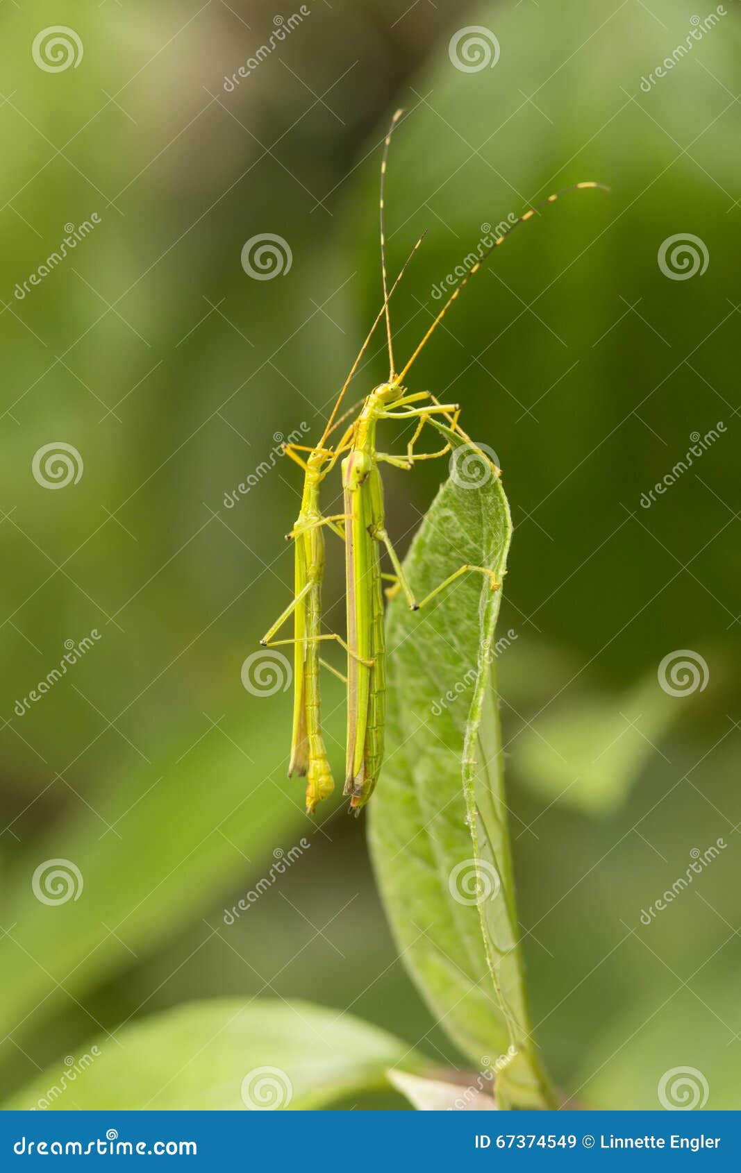 Stick Bugs stock image. Image of green, leaf, tropical - 67374549