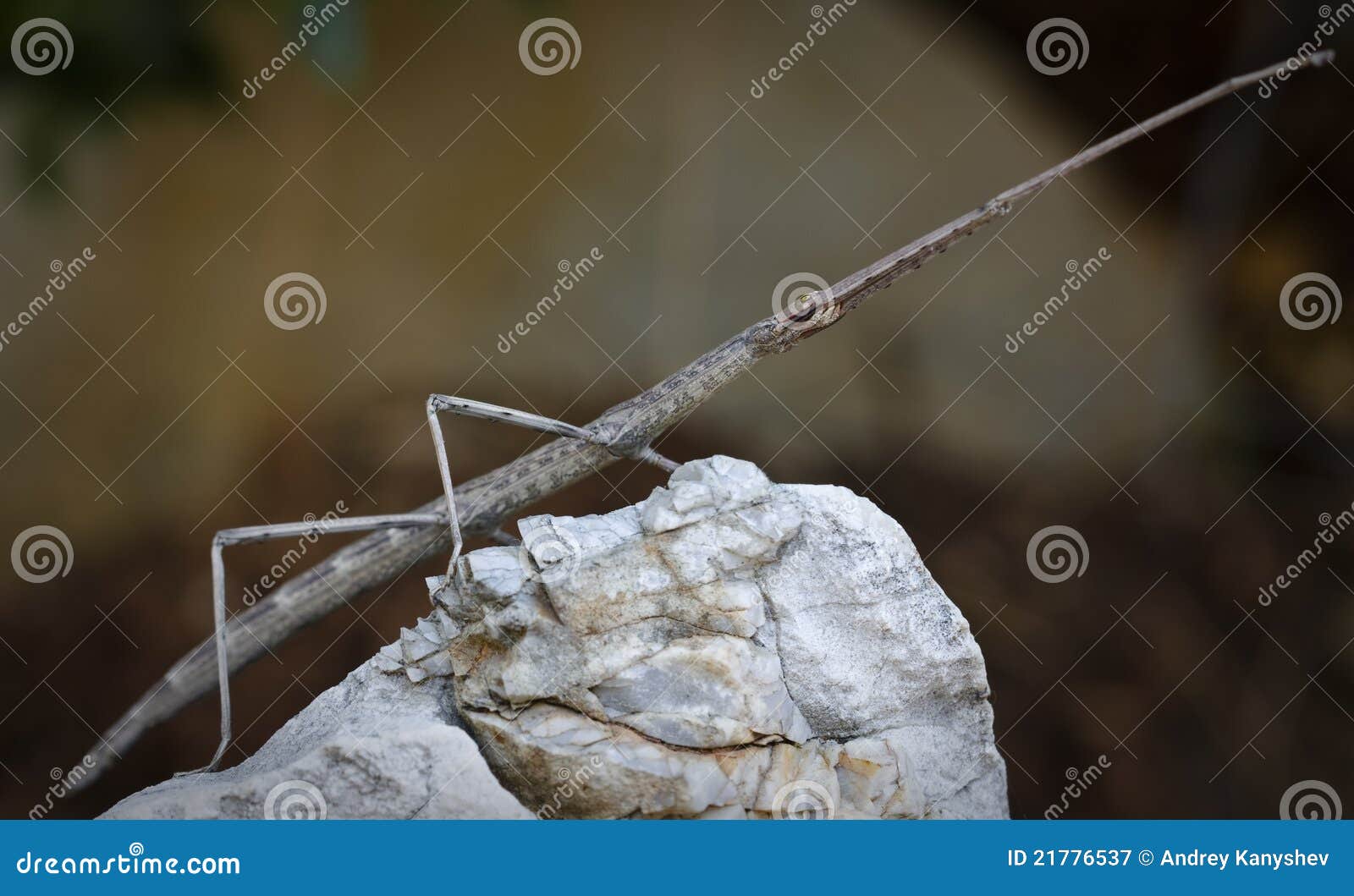Stick with feet stock image. Image of stick, montenegro - 21776537