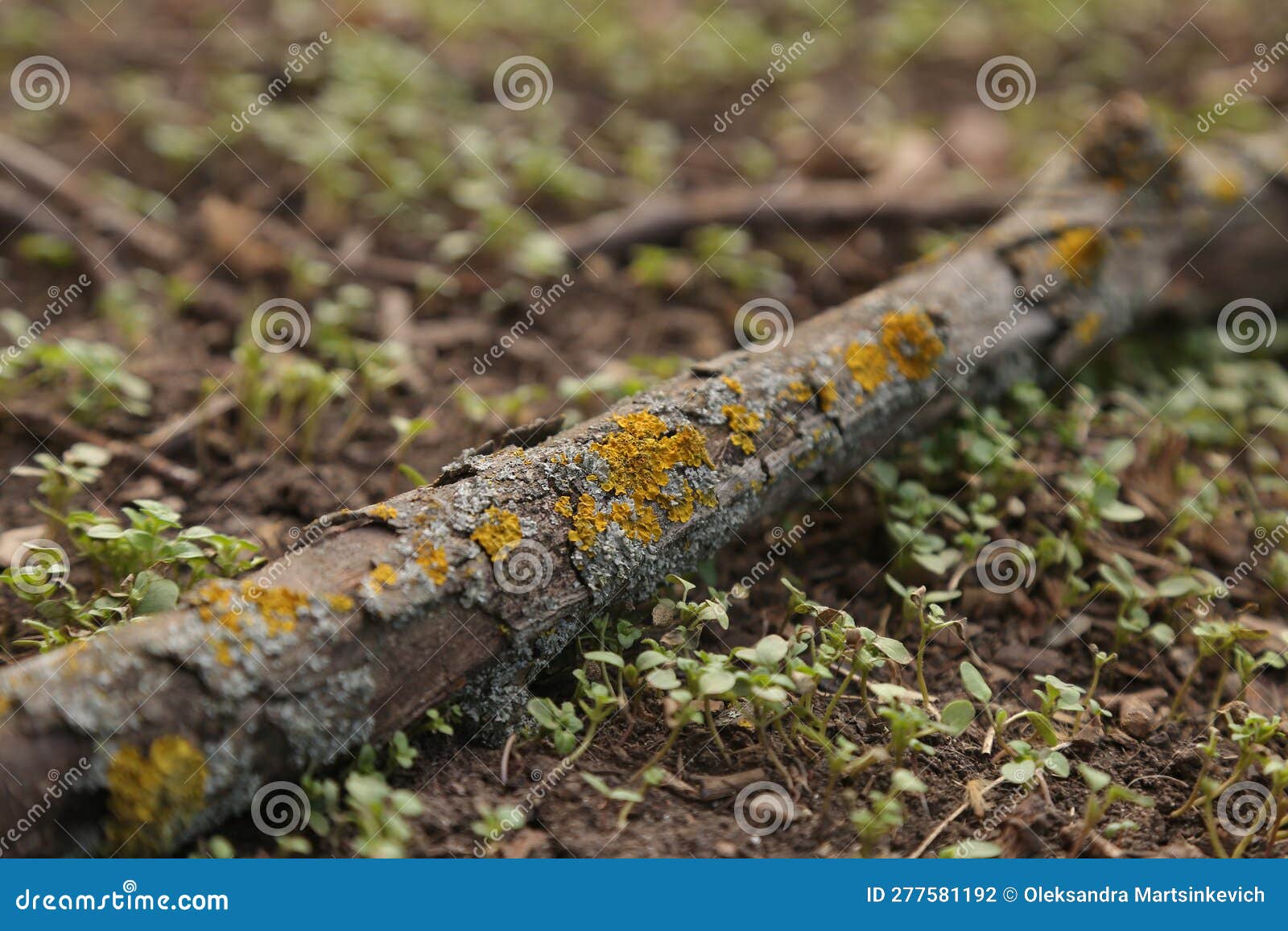 Branch stick on the ground stock photo. Image of nature - 277581192