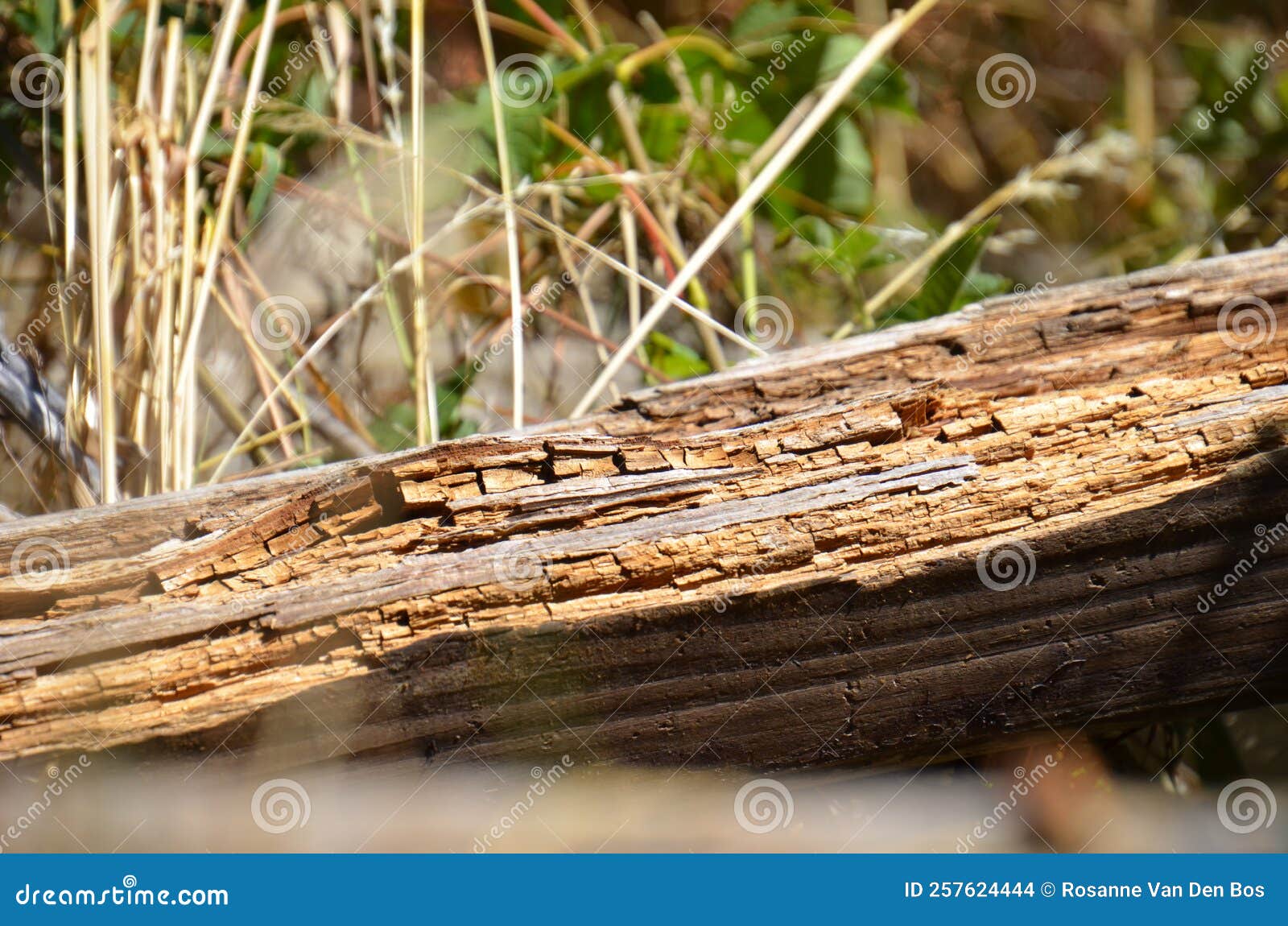 A stick with a hole in it. stock photo. Image of tree - 257624444