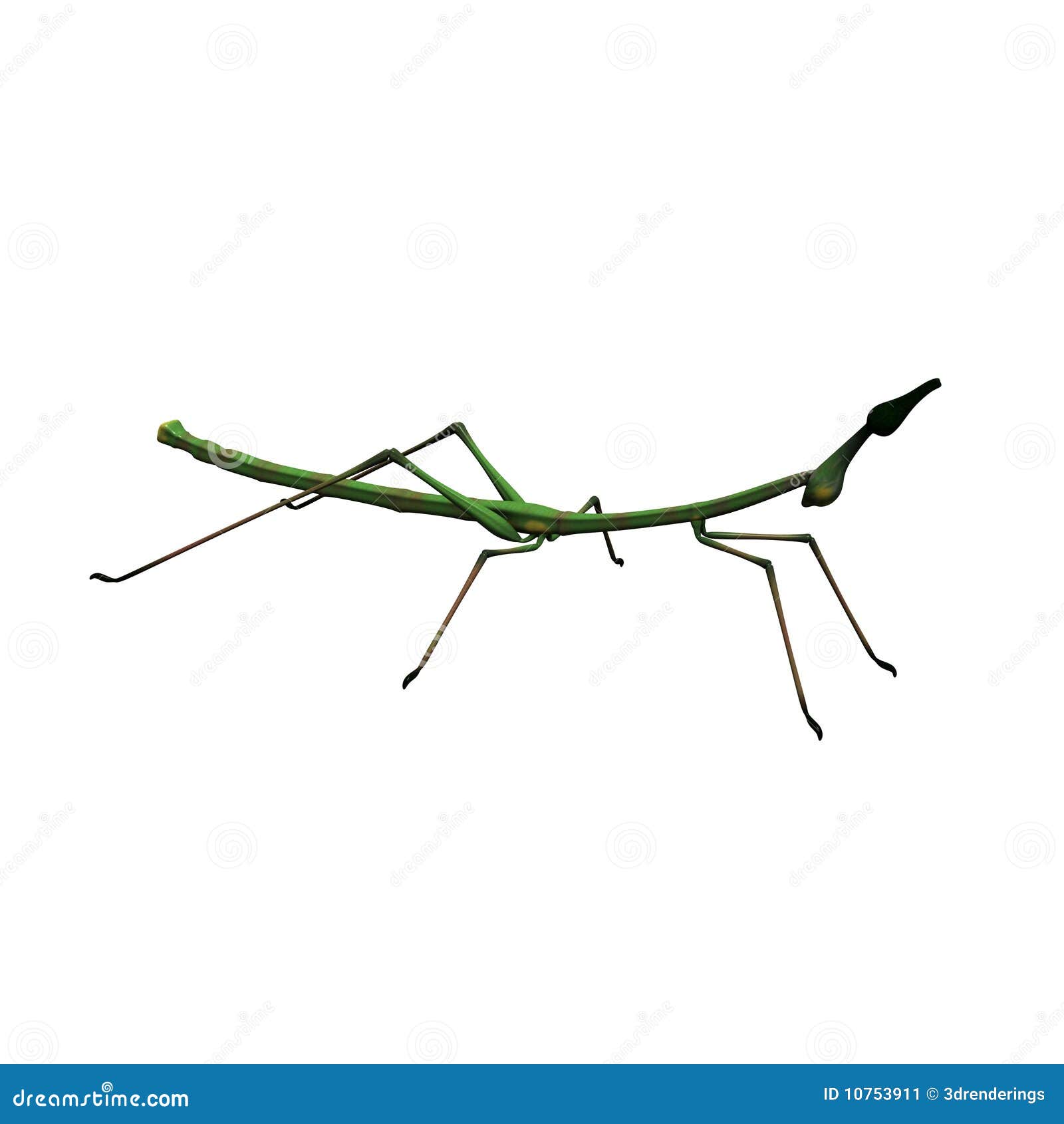 Stick Insect Black Silhouette Animal Vector Illustration ...