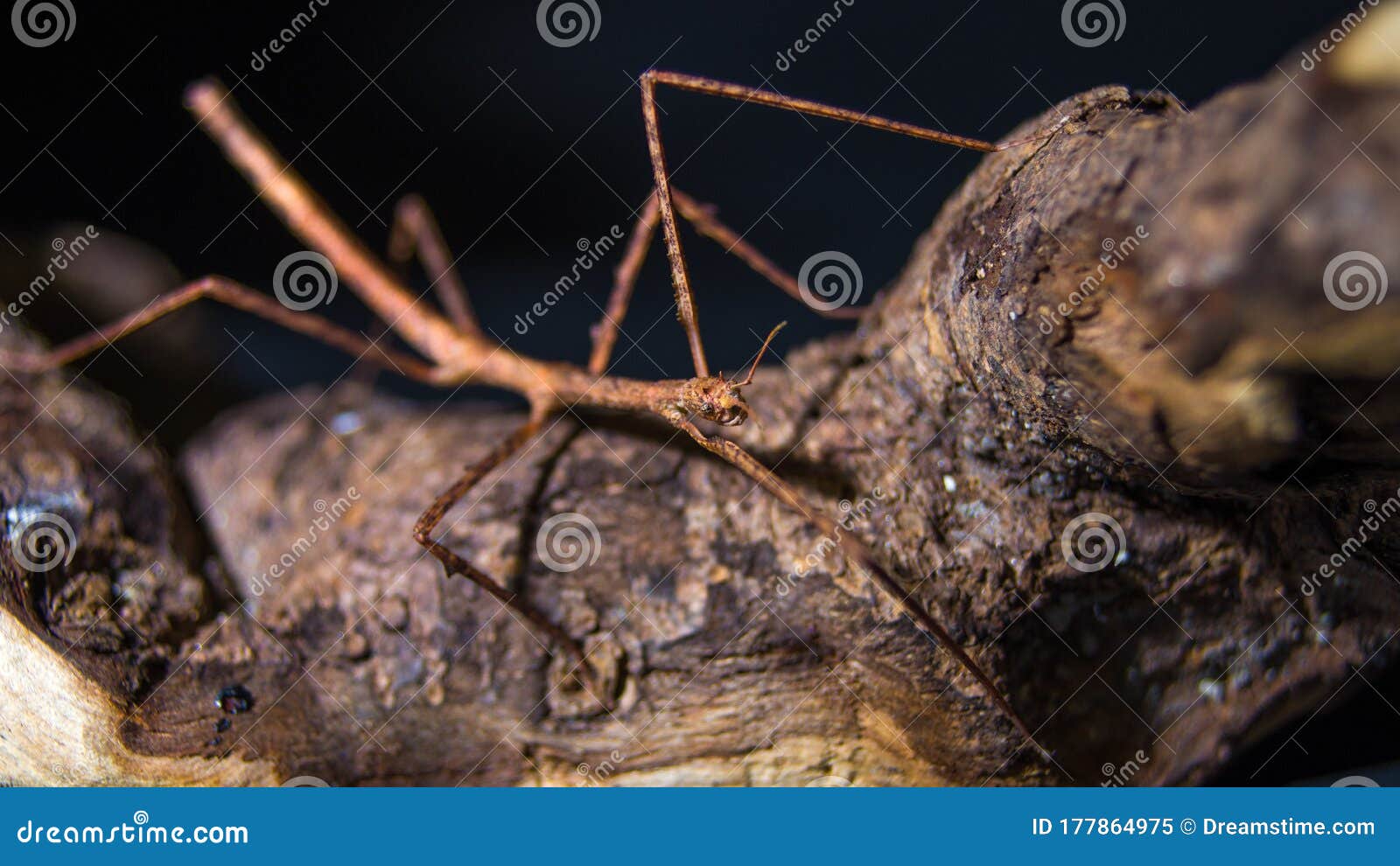 Stick Insect on a Branch with Face Focused Stock Image - Image of ...