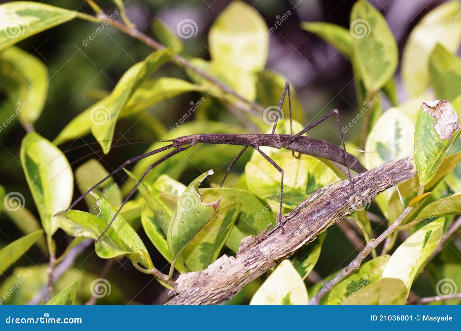 Stick insect stock image. Image of tame, skin, greenish - 21036001