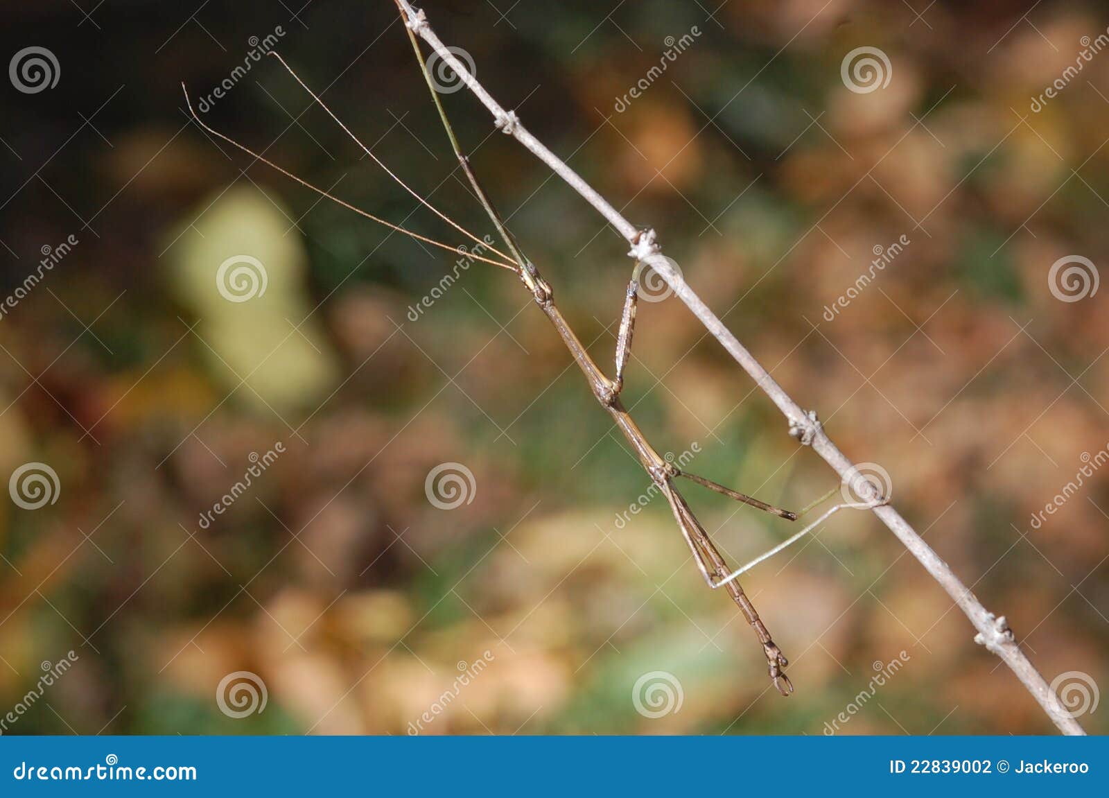 Stick Insect stock photo. Image of camouflage, nature - 22839002