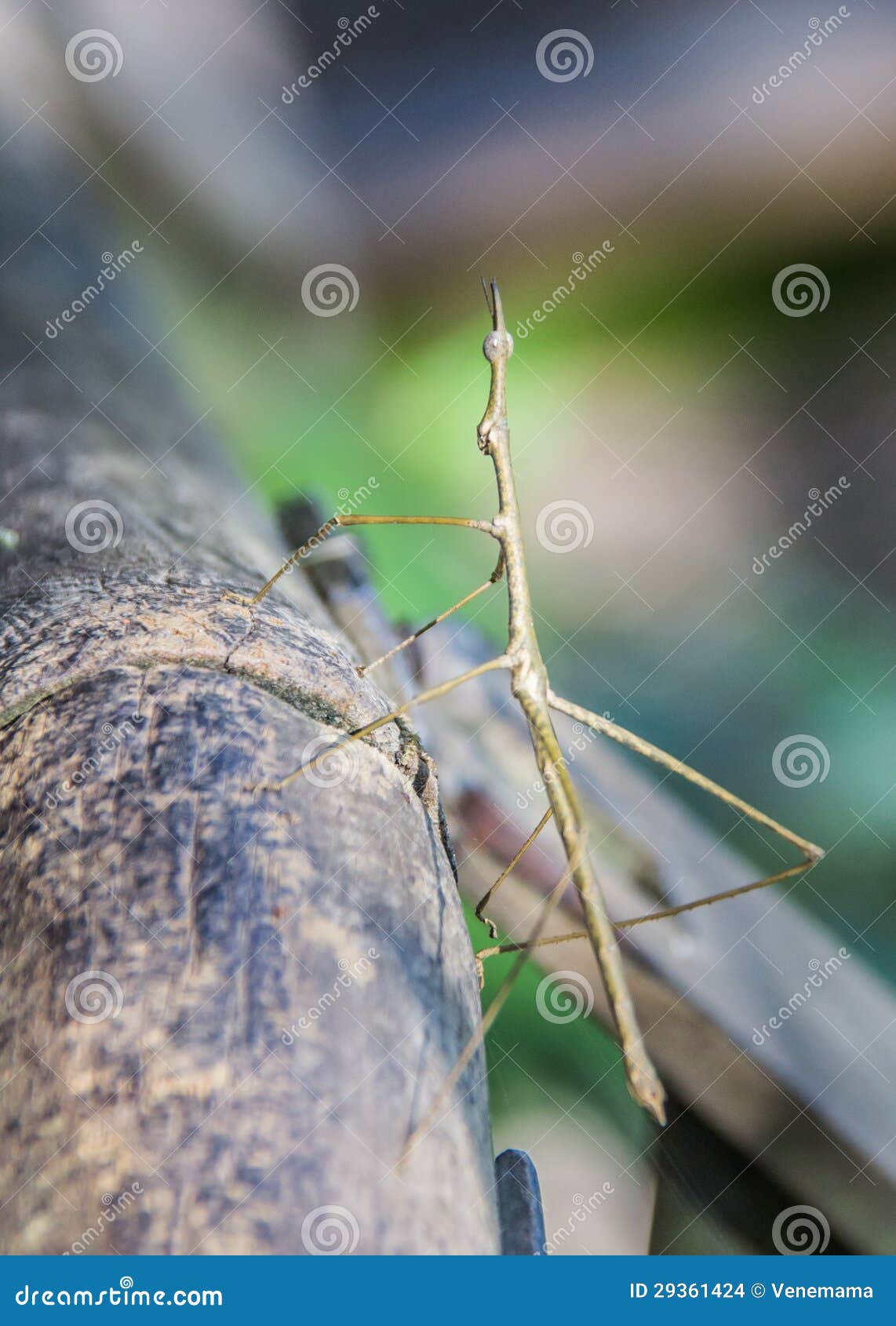 Stick insect stock photo. Image of tropical, insect, camouflage - 29361424