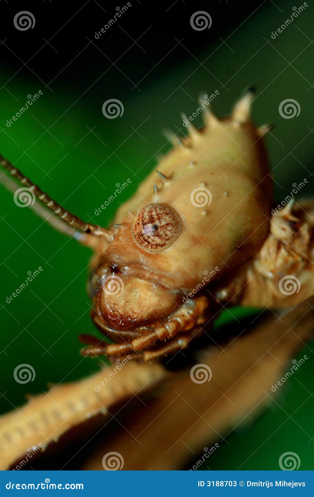 Stick insect stock image. Image of large, animal, spooky - 3188703
