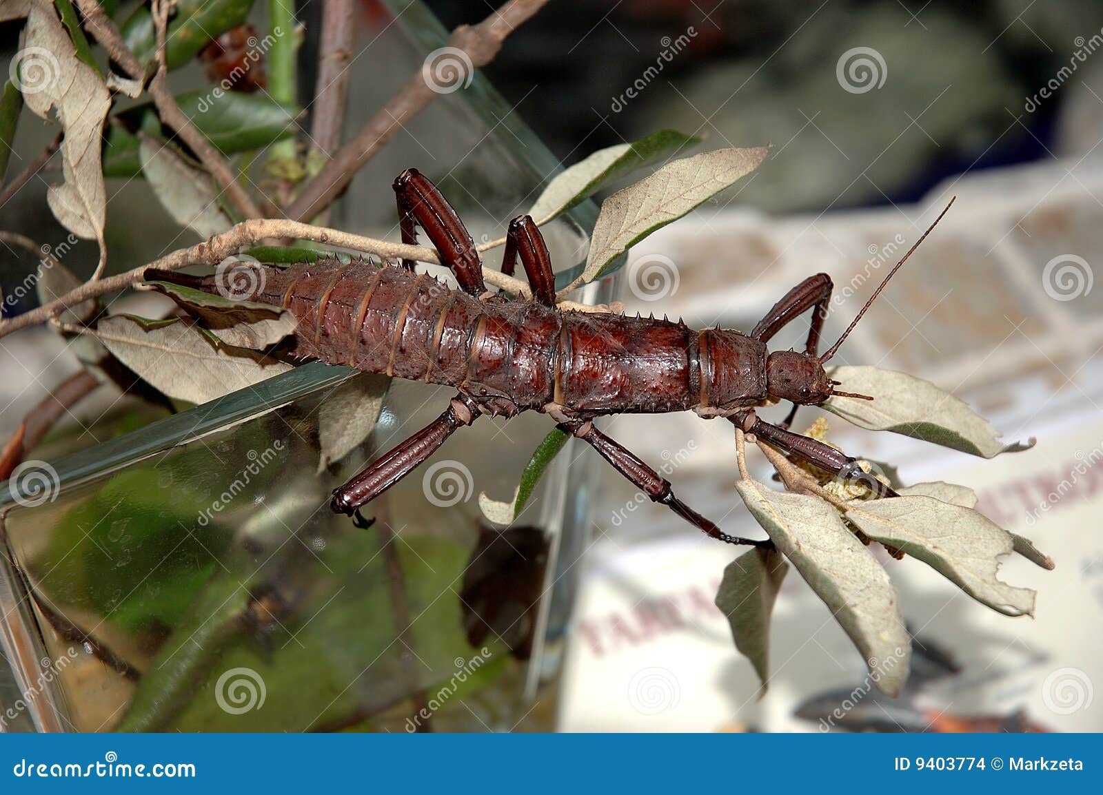 Stick insect stock photo. Image of giant, pets, spooky - 9403774