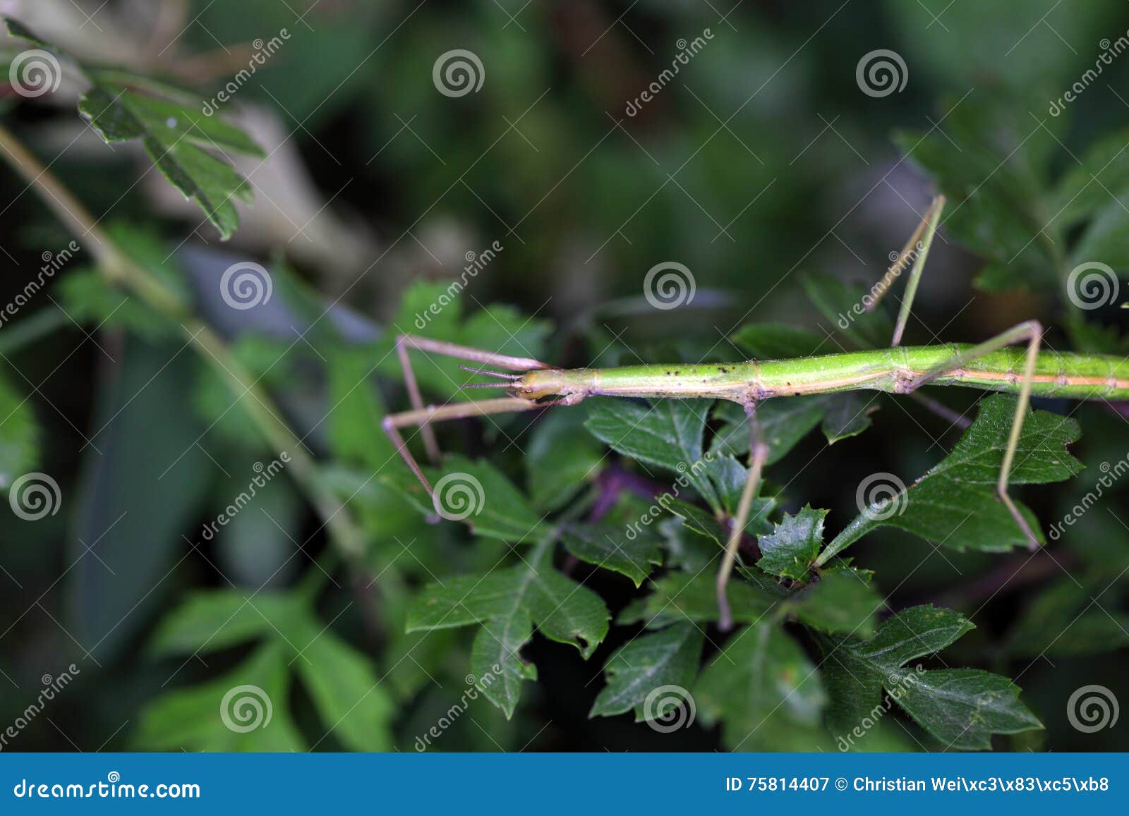 The Stick Insect Bacillus Rossius Stock Image - Image of phasmatodea ...