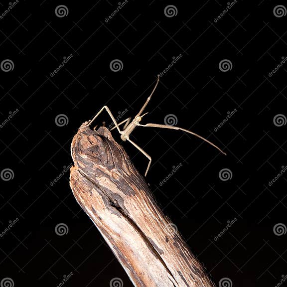 Stick insect on a branch stock image. Image of wood, breeding - 21239419