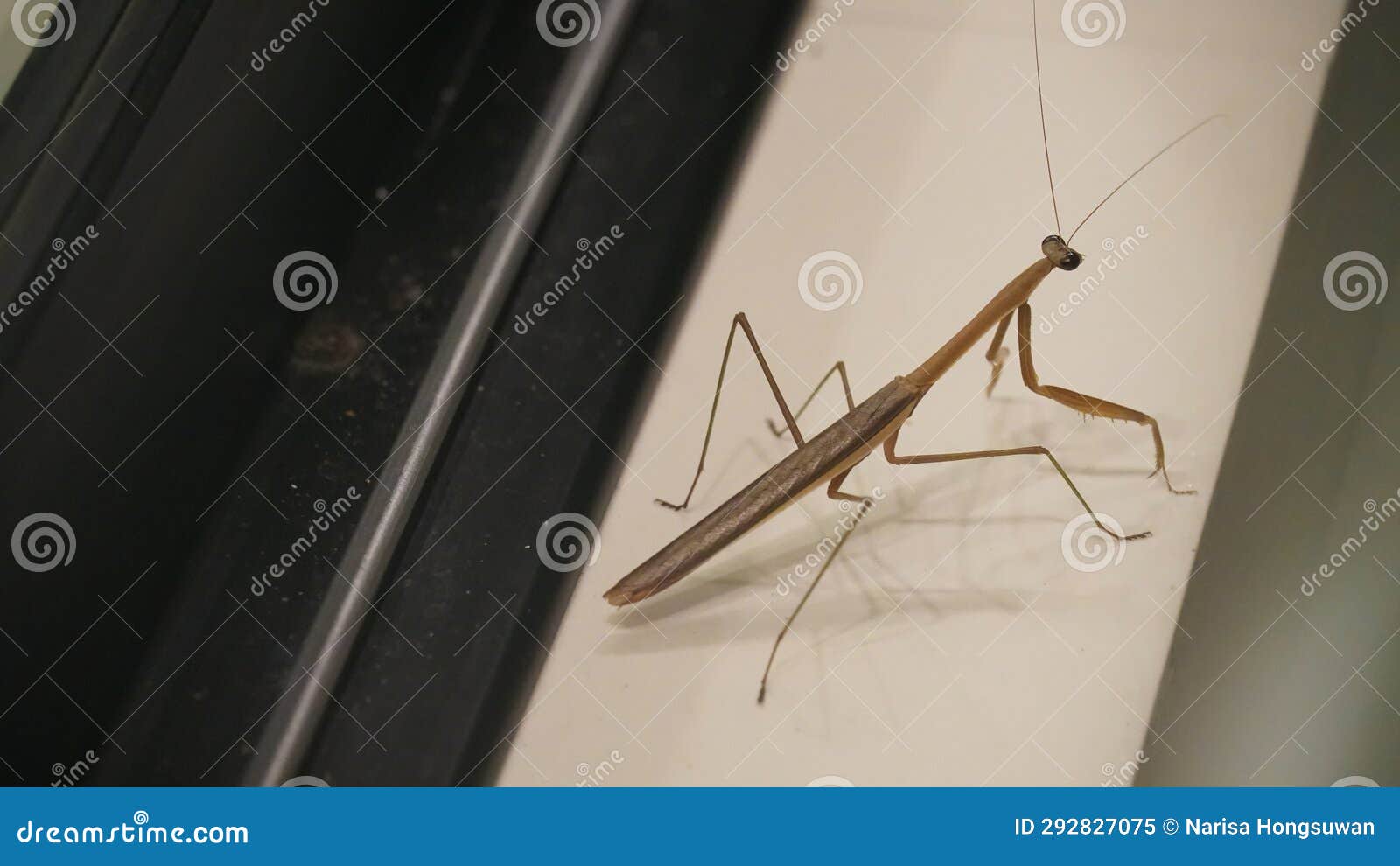 Stick Insect on a Branch, Stick-bugs, Walking Sticks, Bug Sticks or ...