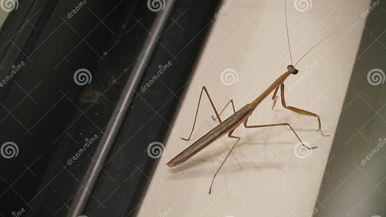 Stick Insect on a Branch, Stick-bugs, Walking Sticks, Bug Sticks or ...