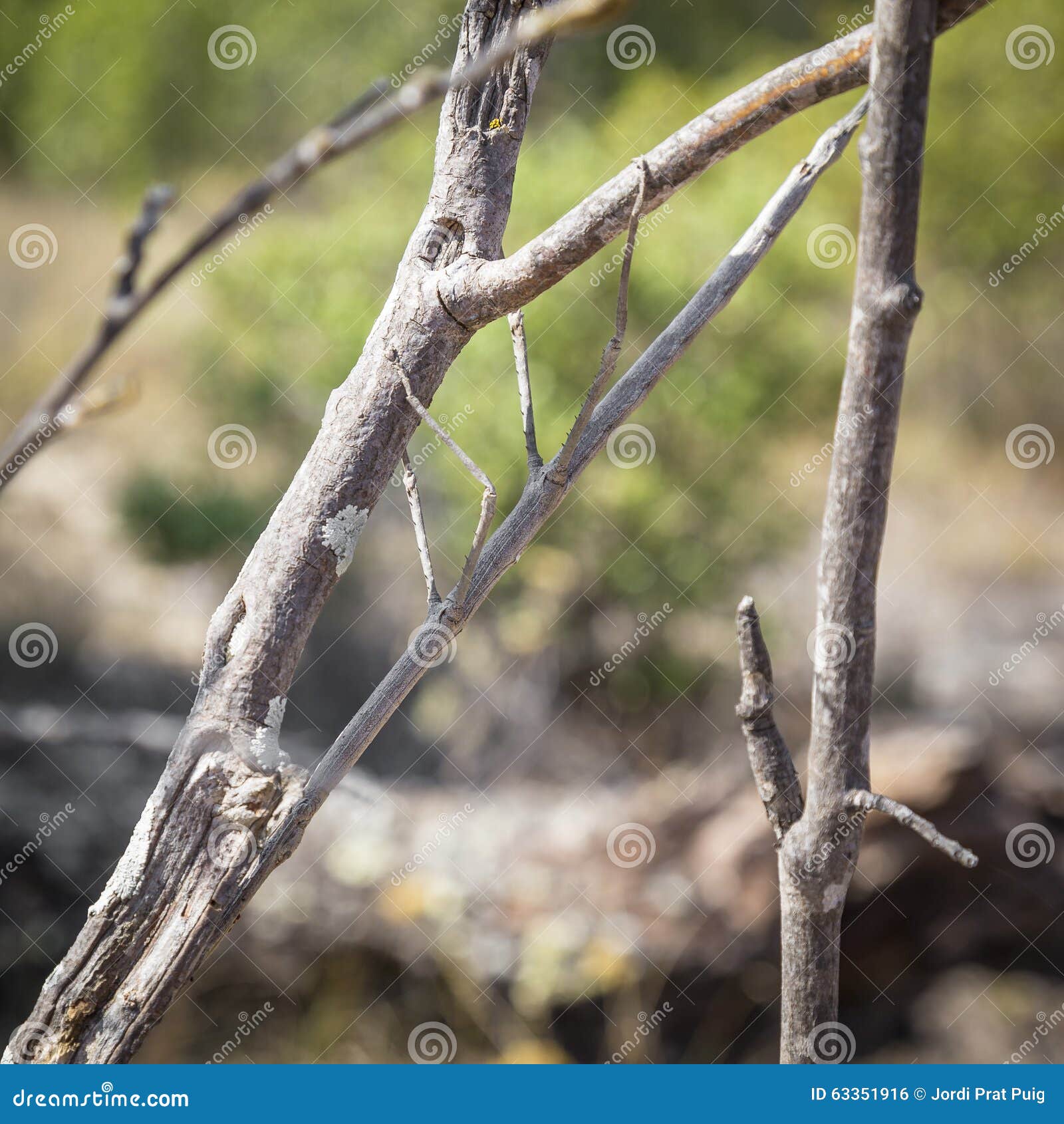Stick Insect Camouflaged on a Branch Tree Stock Photo - Image of mimmic ...