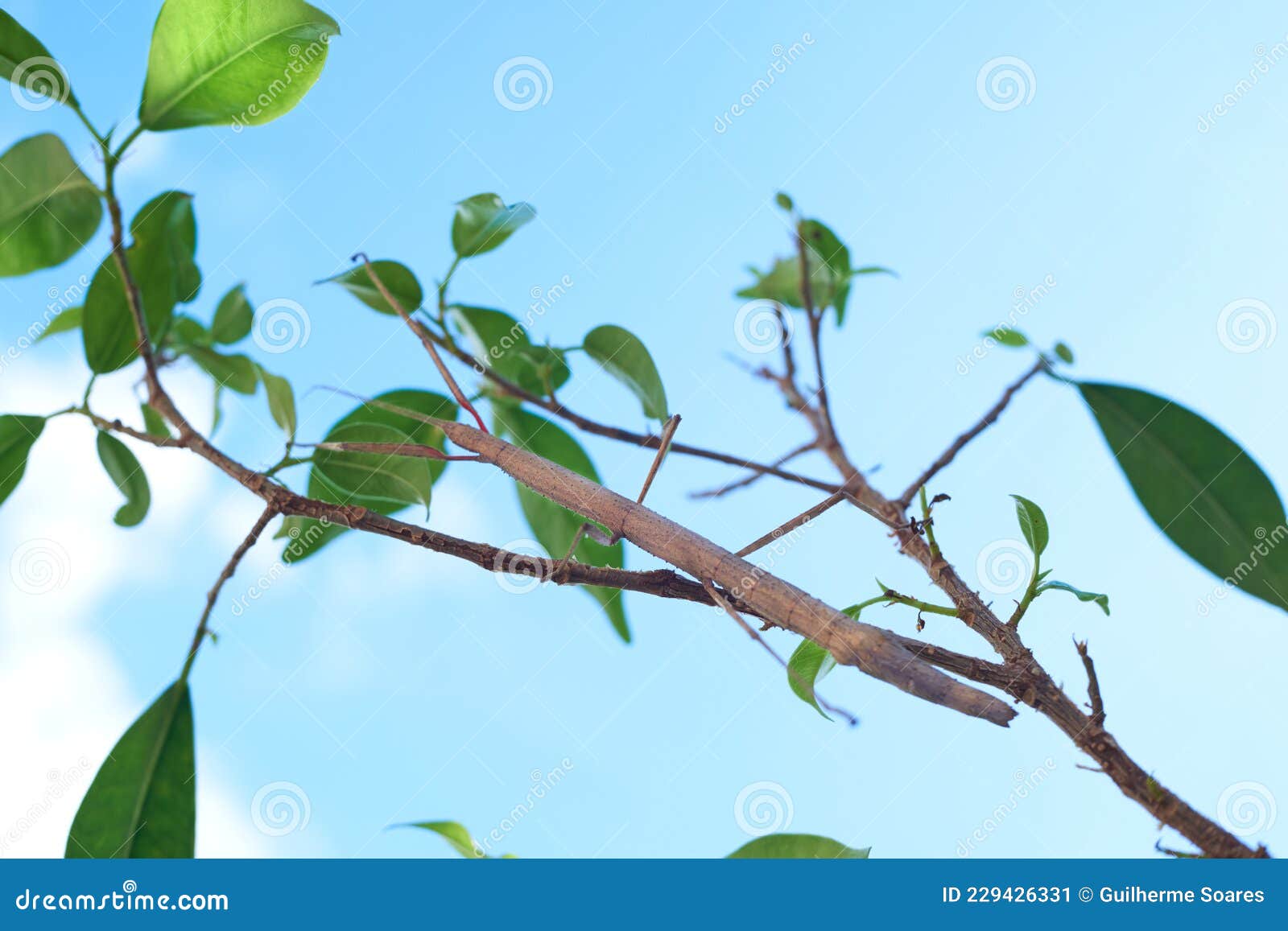 Stick Insect Camouflaged in Tree Branch, Close-up Phasmatodea Stock ...