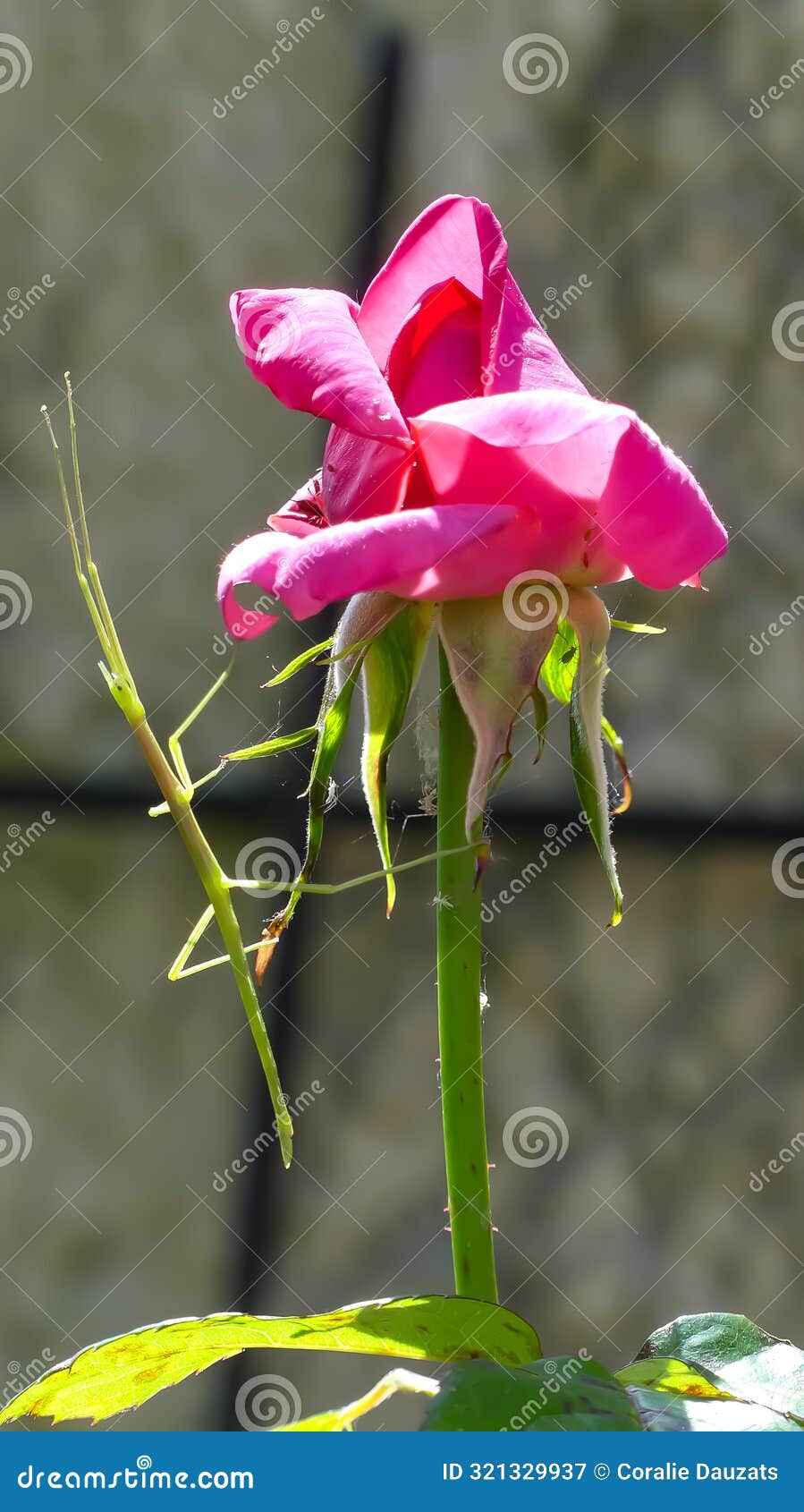 A Stick Insect Climbing on a Rose Stock Image - Image of antenna, macro ...