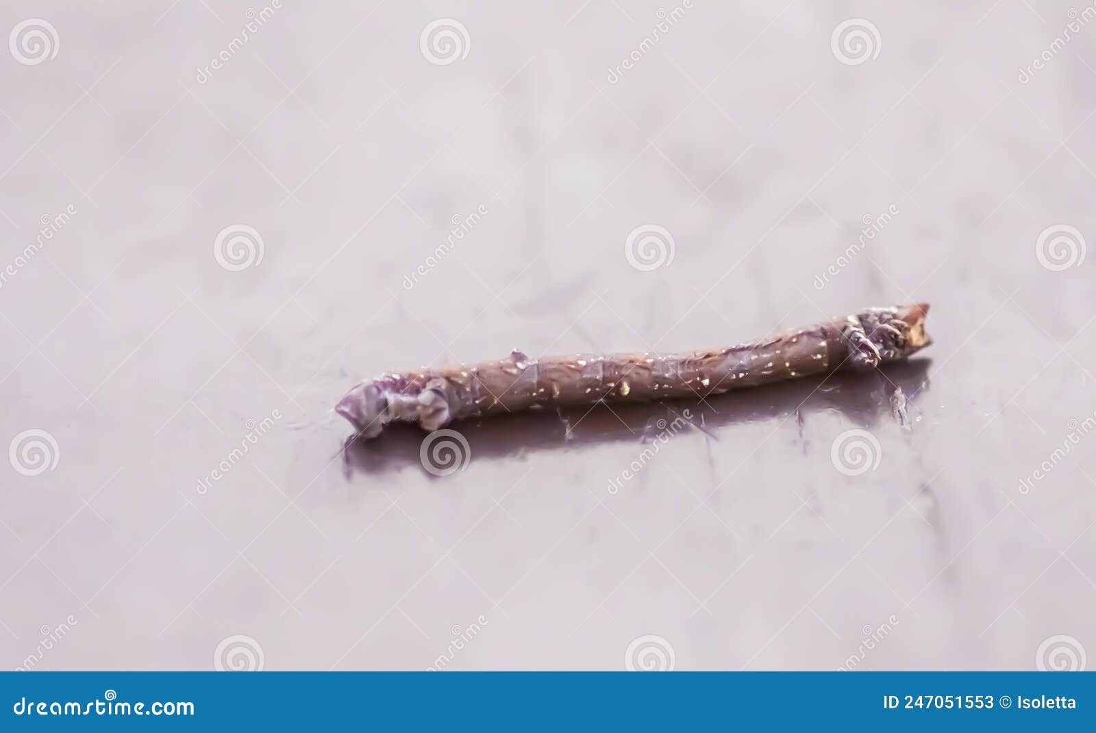 Stick insect close up stock image. Image of wild, insect - 247051553