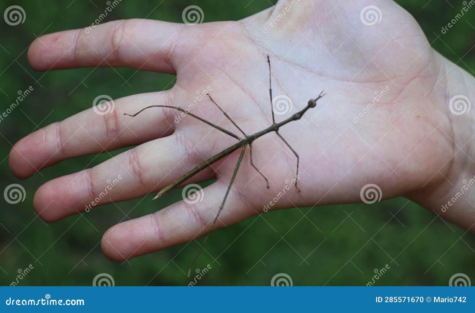 Stick Insect, Insect that Mimics Wooden Sticks in the Palm of a Child S ...