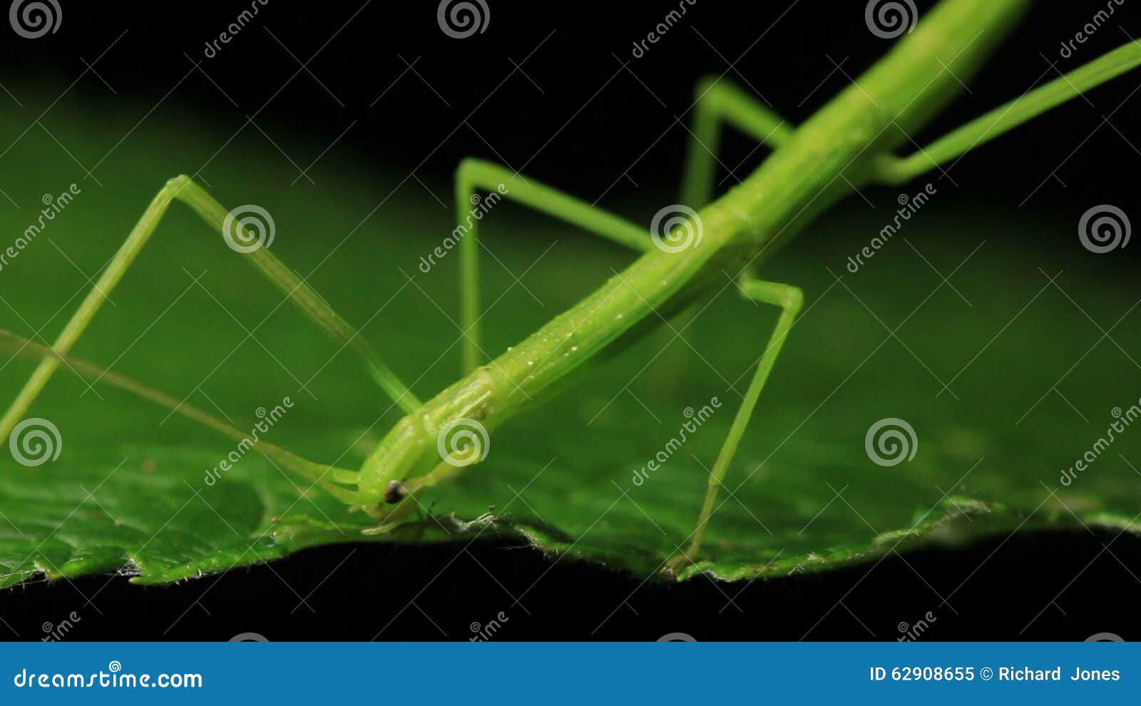 Phasmatodea Stick Insect