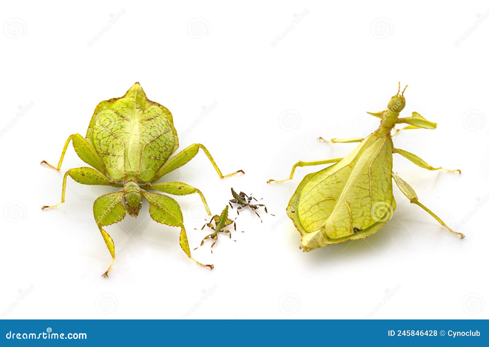 Baby Stick Insect Breeding Stock Photos - Free & Royalty-Free Stock ...