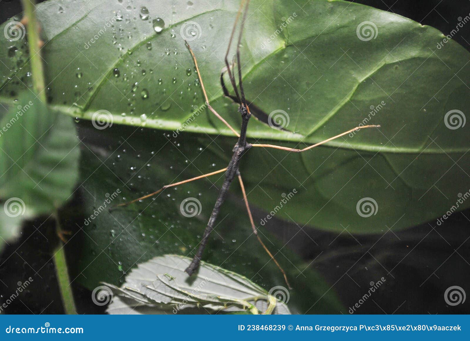 A Stick Insect on a Green Leaf. Damp Environment Stock Image - Image of ...