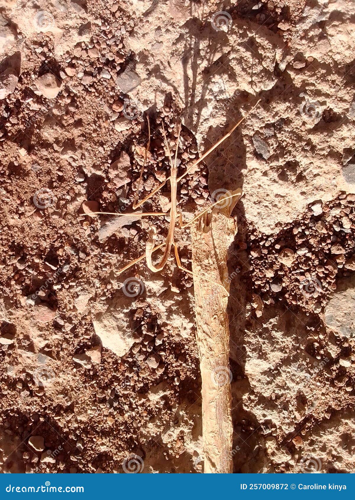 A Stick Insect on the Ground. Stock Photo - Image of ground, stick ...