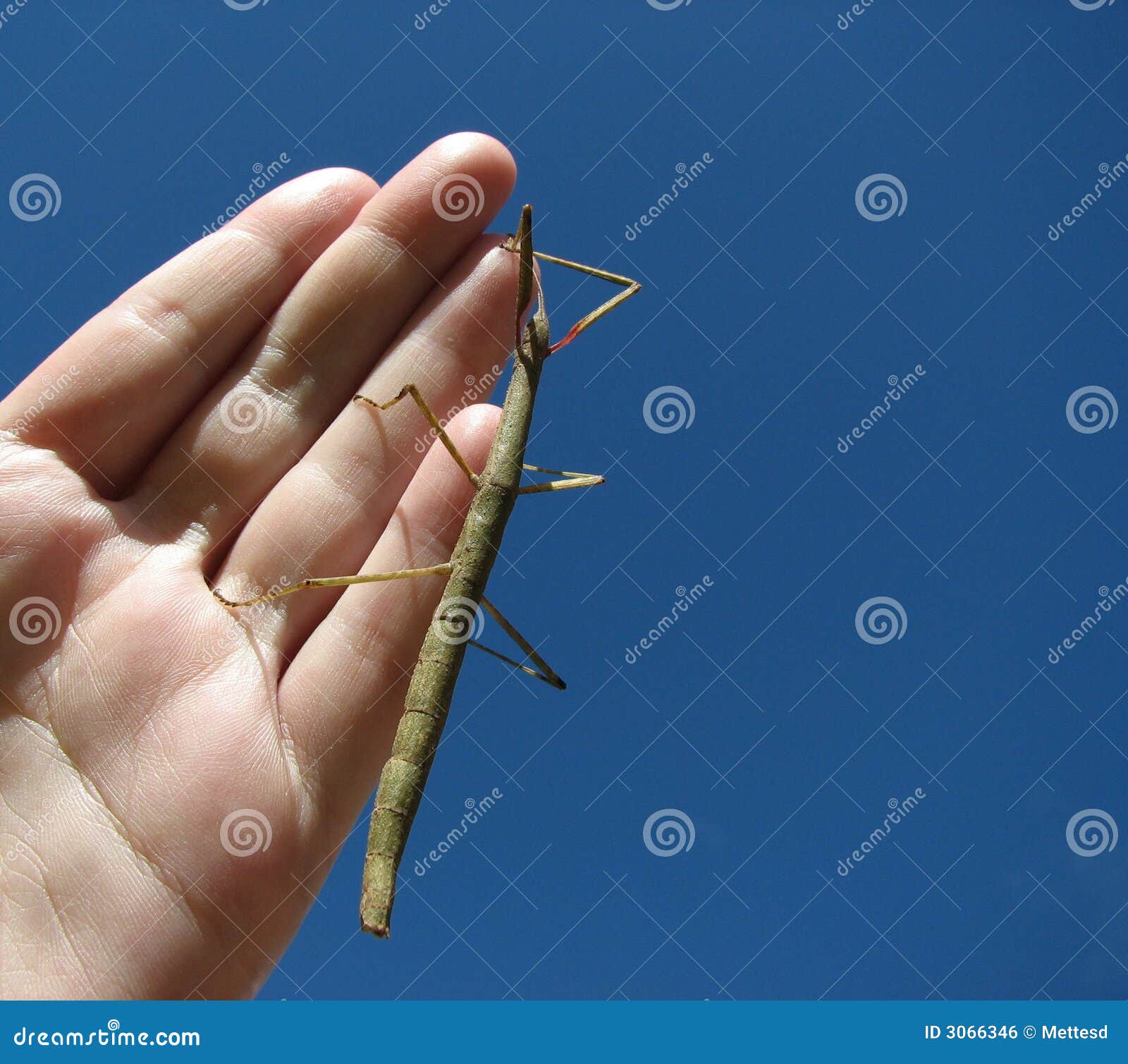 Stick insect on hand stock photo. Image of walking, blue - 3066346