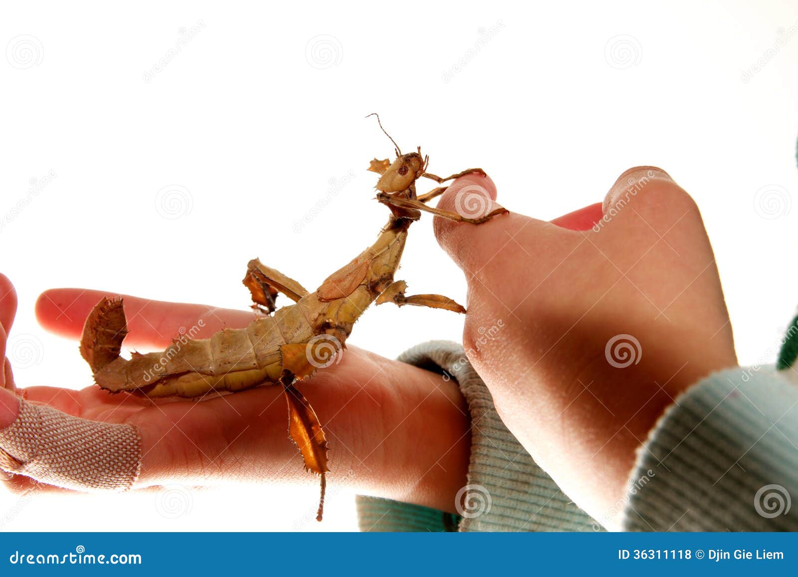 Stick insect on hands stock photo. Image of hands, stick - 36311118