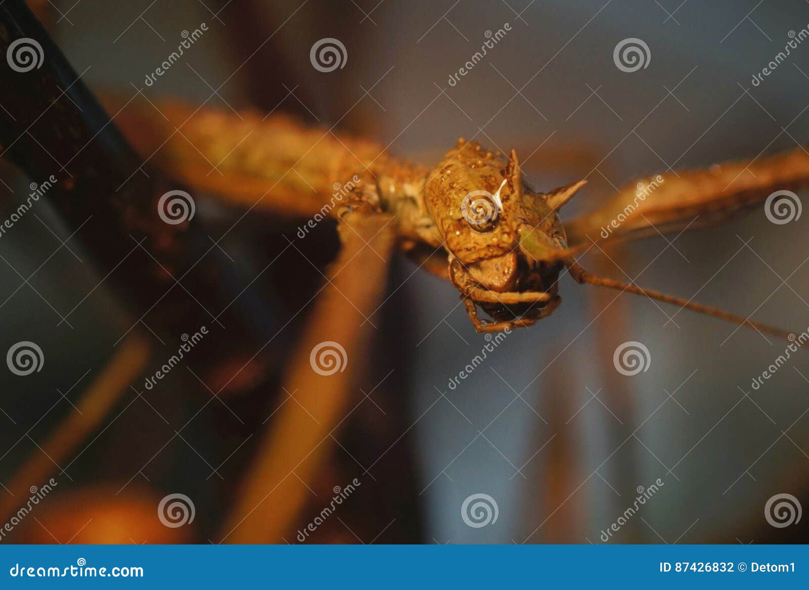 Stick Insect Horned Head Insect Stock Photo - Image of stick, hobby ...