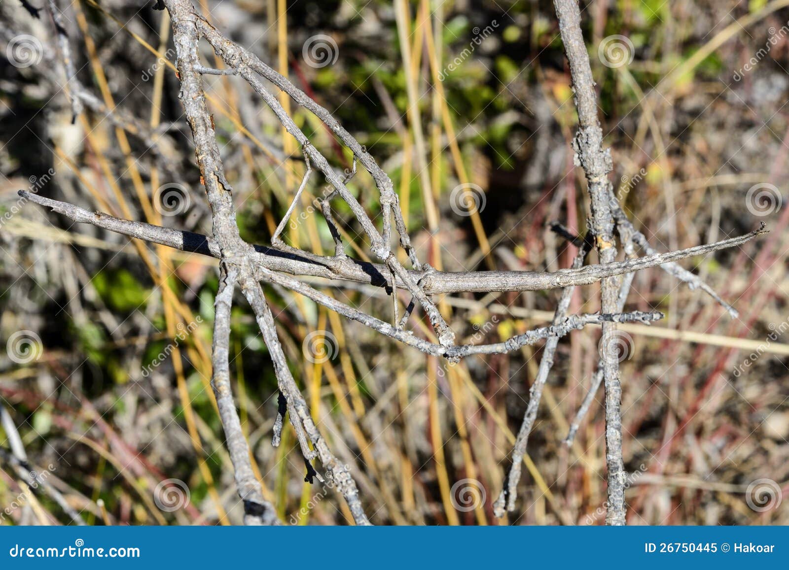 Stick insect, isalo stock image. Image of animal, park - 26750445