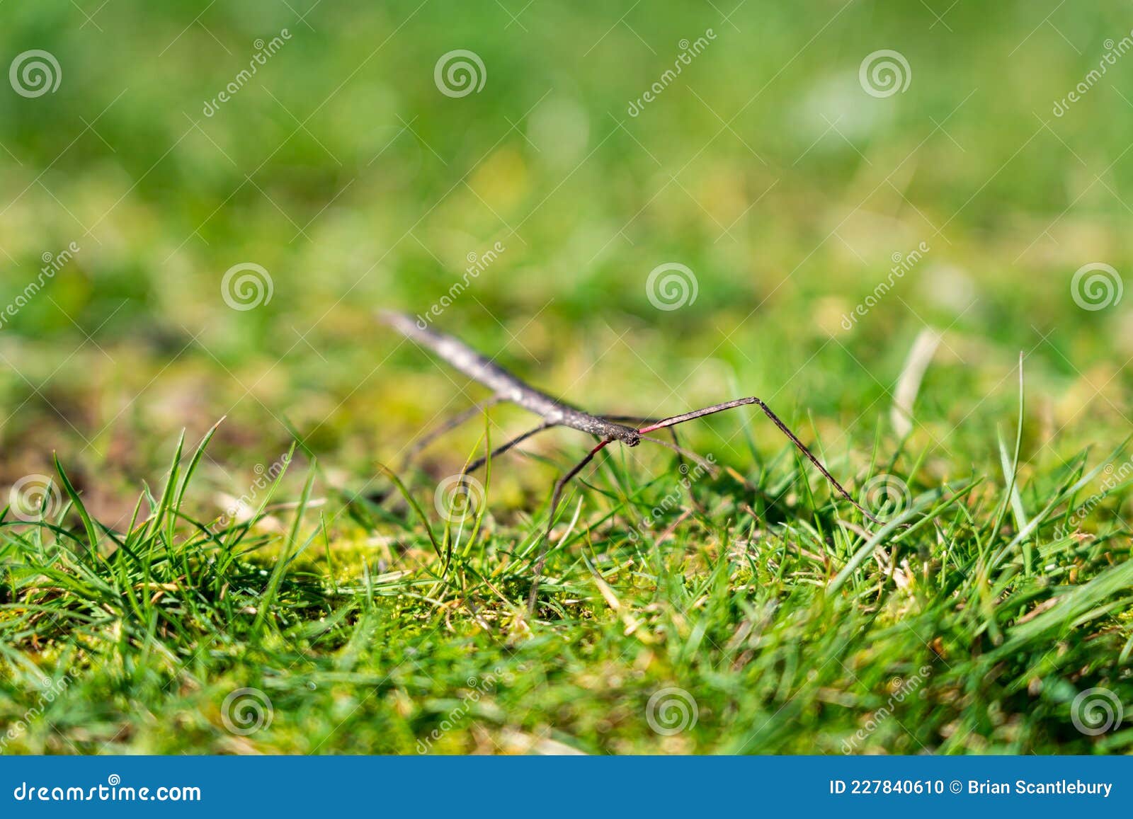Stick insect on lawn stock photo. Image of wildlife - 227840610