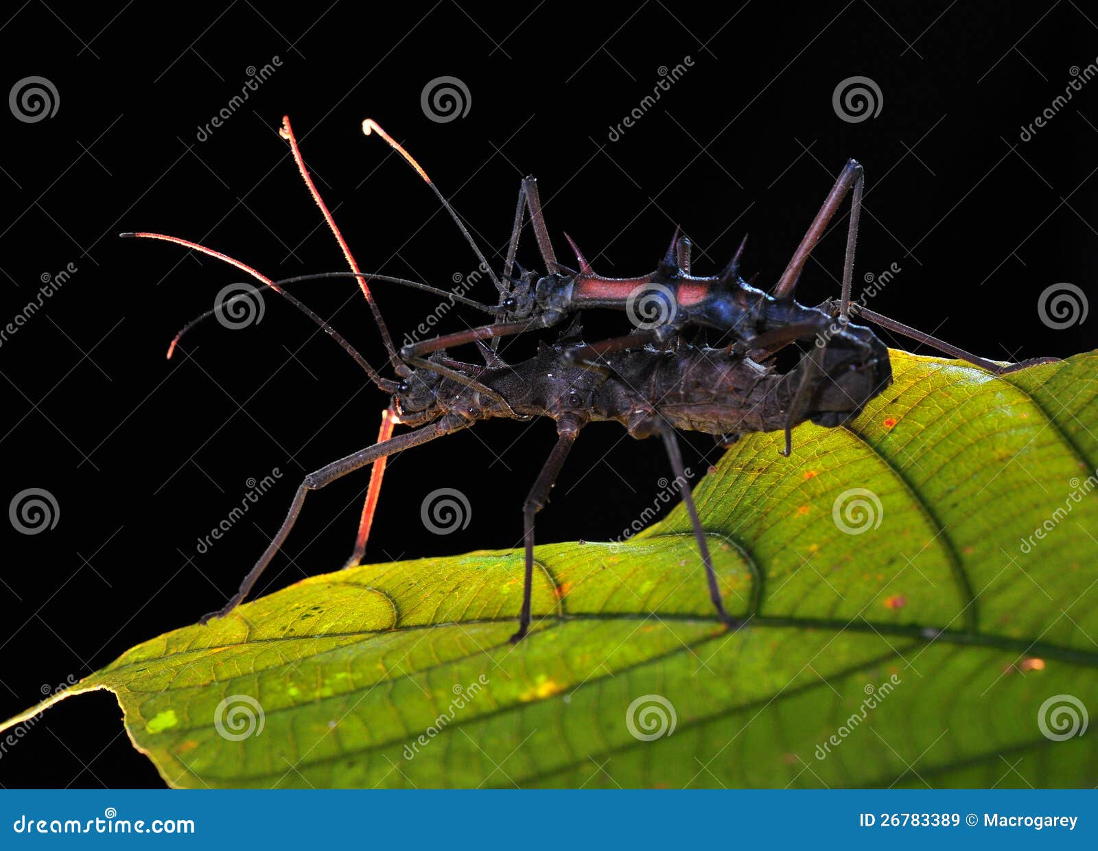 Insect Mating On Dragon Fruit Or Pitaya Plants In Organic Farm Stock ...
