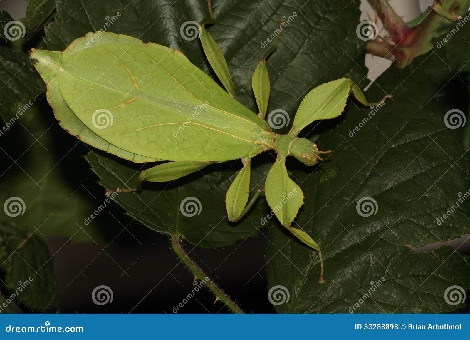 Stick insect. stock photo. Image of insects, green, stick - 33288898