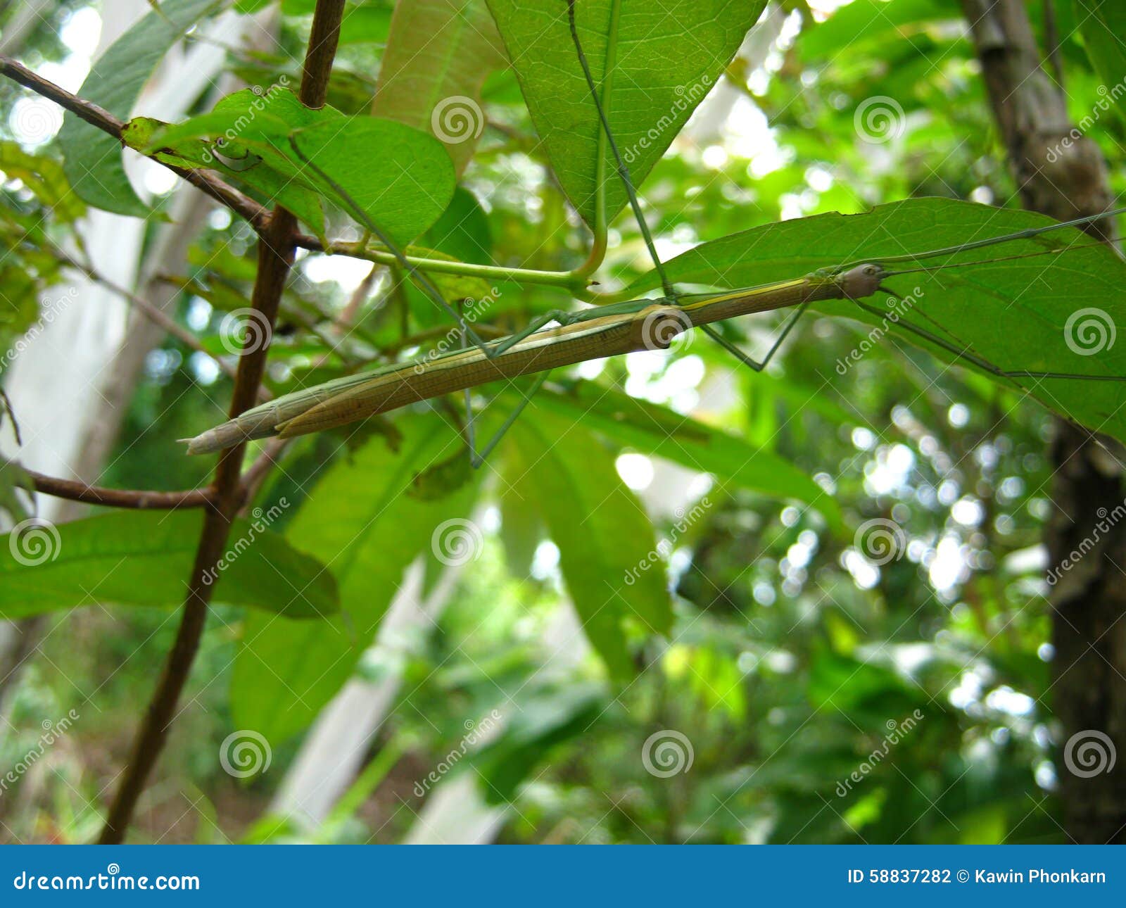 Stick Insect, Phasmatodea - Medauroidea Extradenta Royalty-Free Stock ...