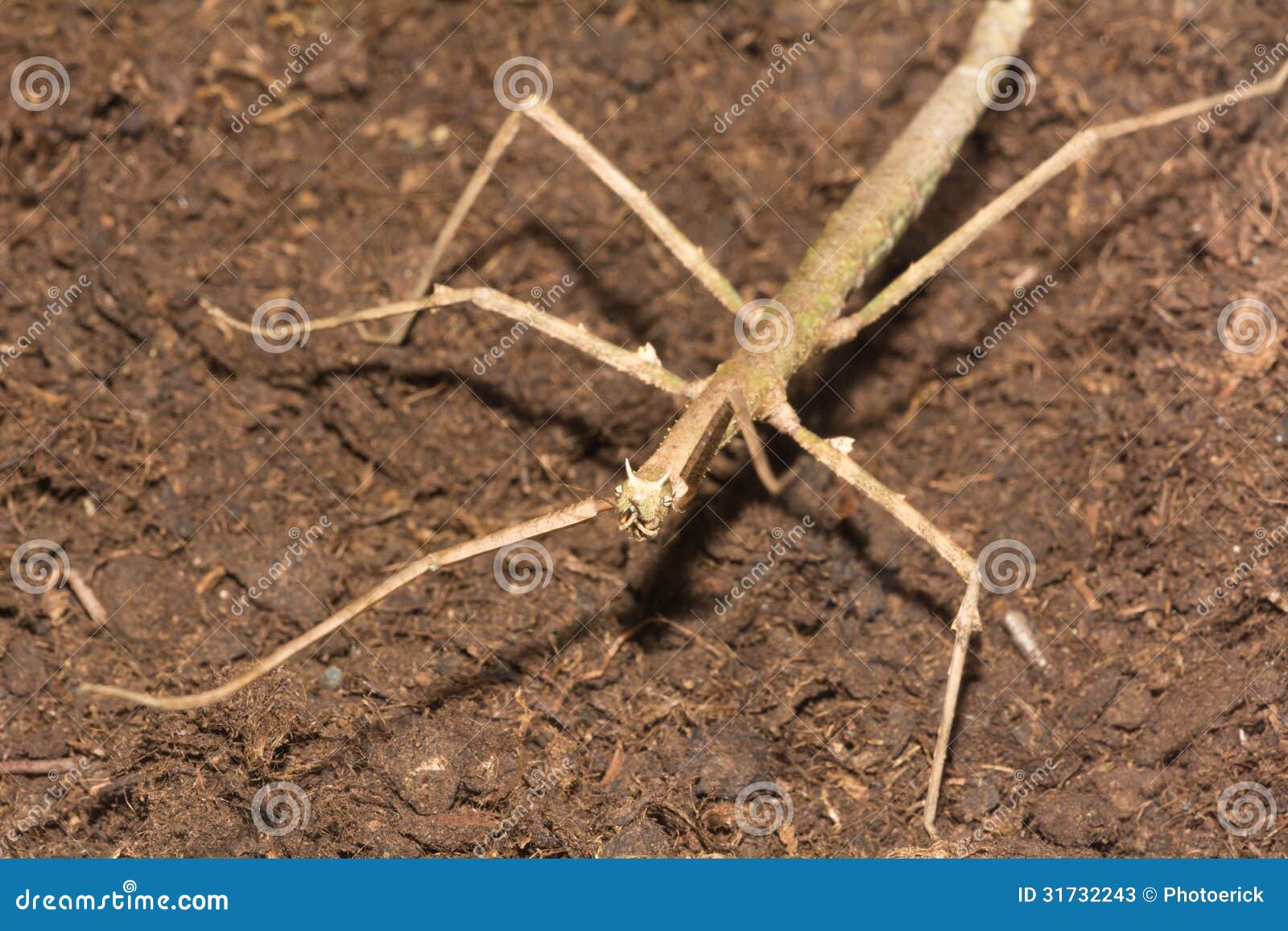Stick insect - Phasmatodea stock image. Image of camouflage - 31732243