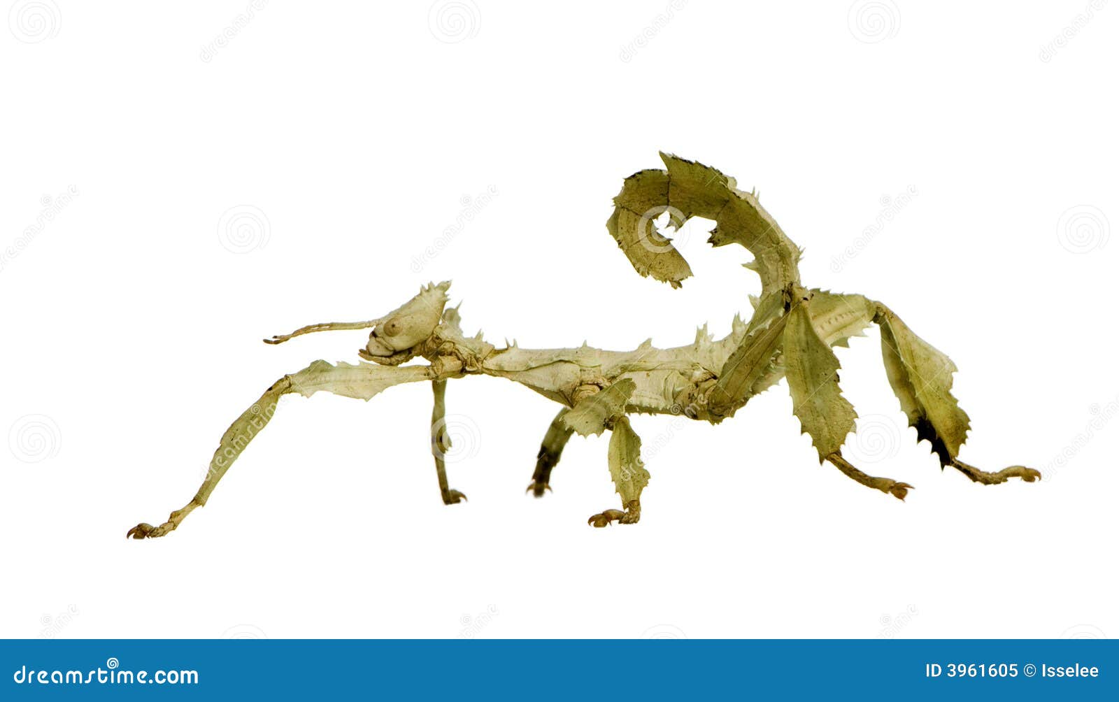 Extatosoma Tiaratum, Commonly Known As The Spiny Leaf Insect, The Giant ...