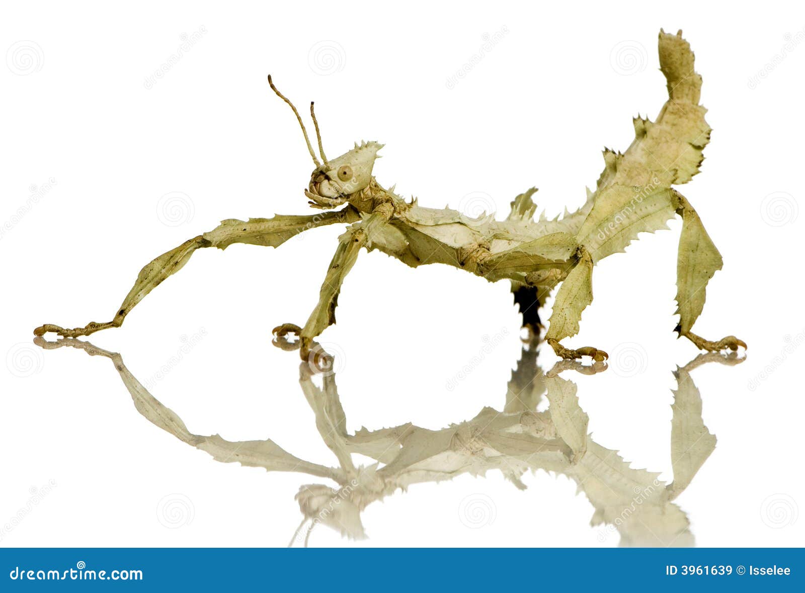 Extatosoma Tiaratum, Commonly Known As The Spiny Leaf Insect, The Giant ...