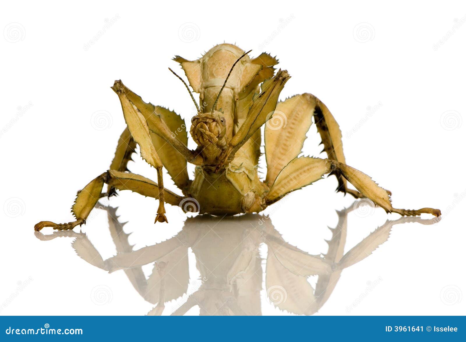 Extatosoma Tiaratum, Commonly Known As The Spiny Leaf Insect, The Giant ...