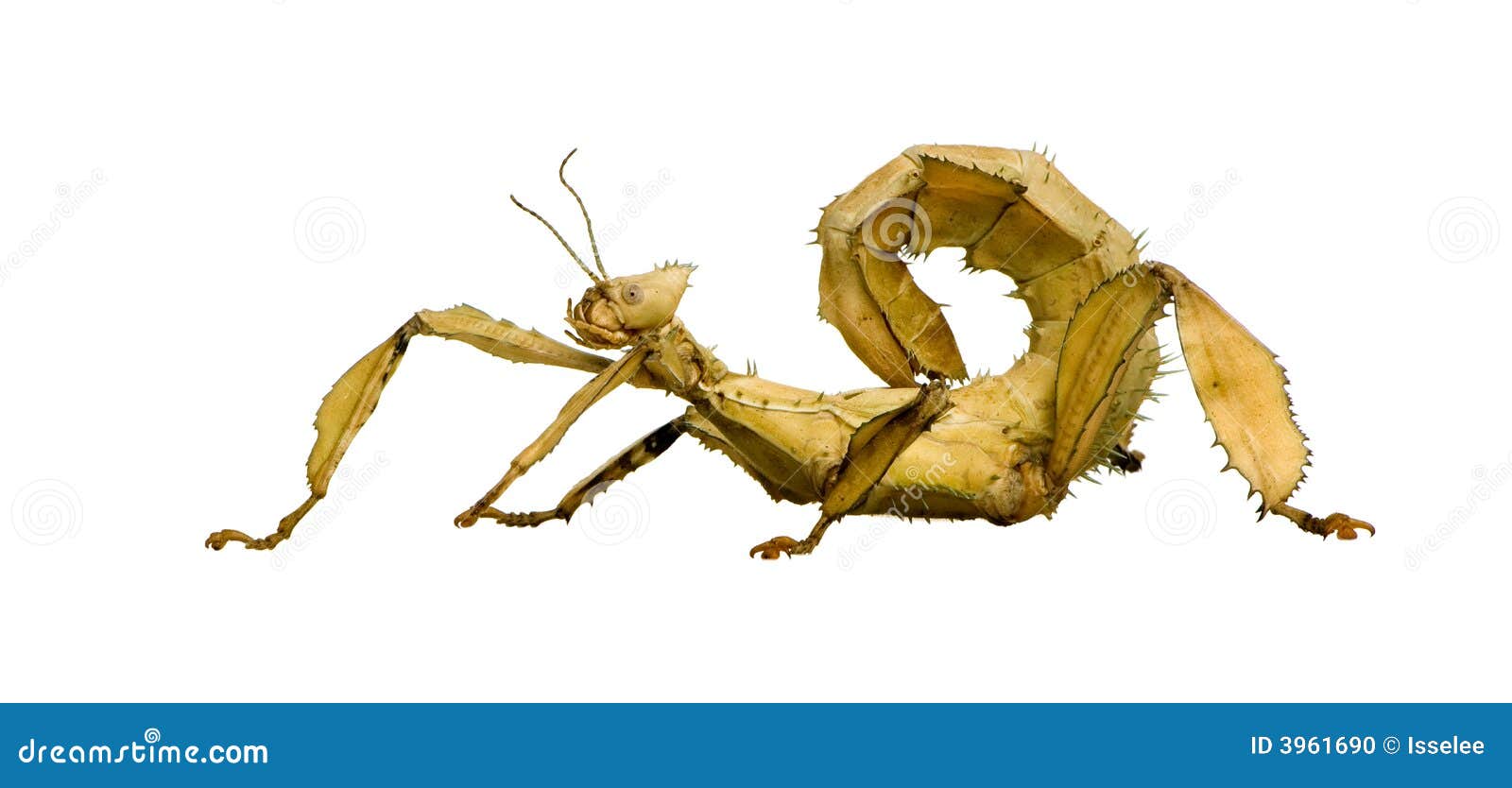 Extatosoma Tiaratum, Commonly Known As The Spiny Leaf Insect, The Giant ...