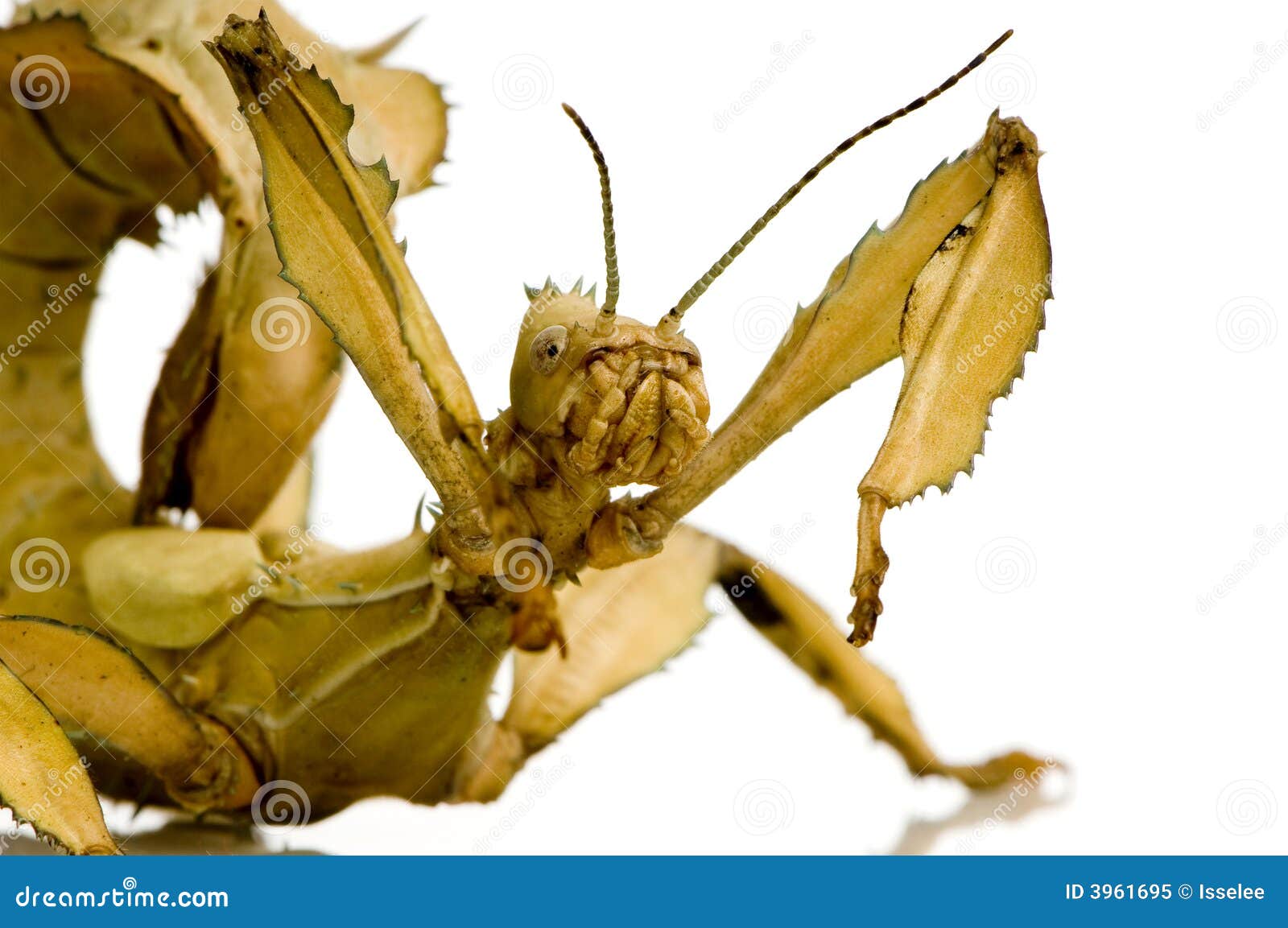 Extatosoma Tiaratum, Commonly Known As The Spiny Leaf Insect, The Giant ...