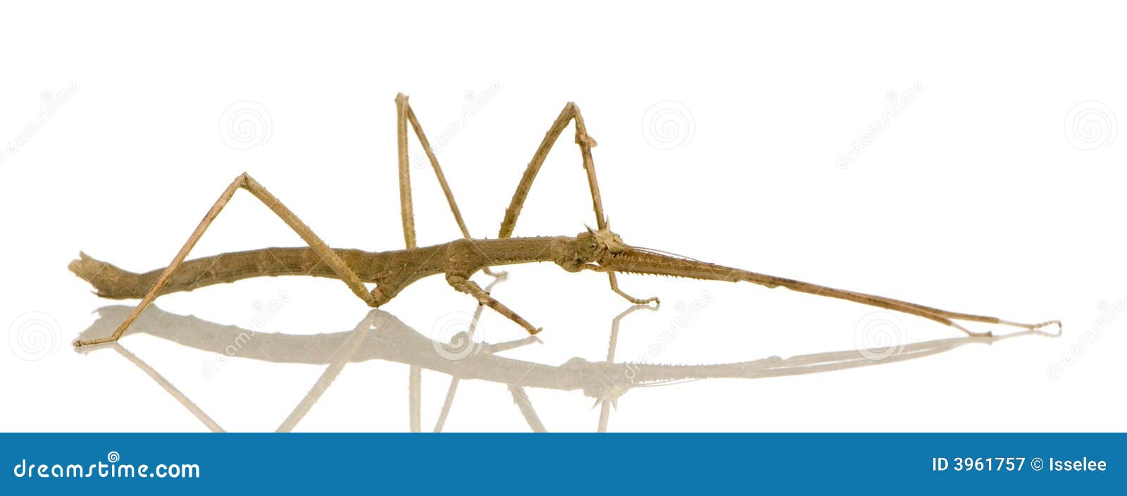 Medauroidea Extradentata, Commonly Known As The Vietnamese Or Annam ...