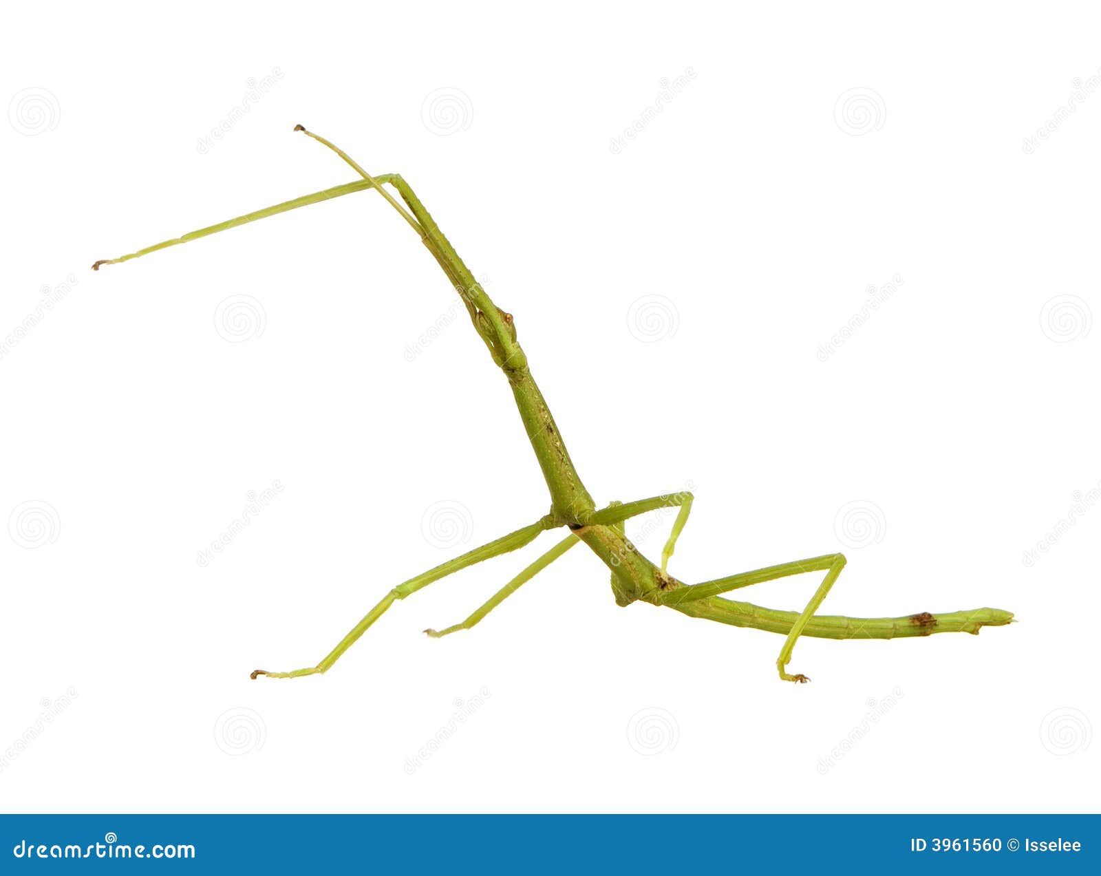 Stick Insect On Window Mesh Screen Royalty-Free Stock Photography ...