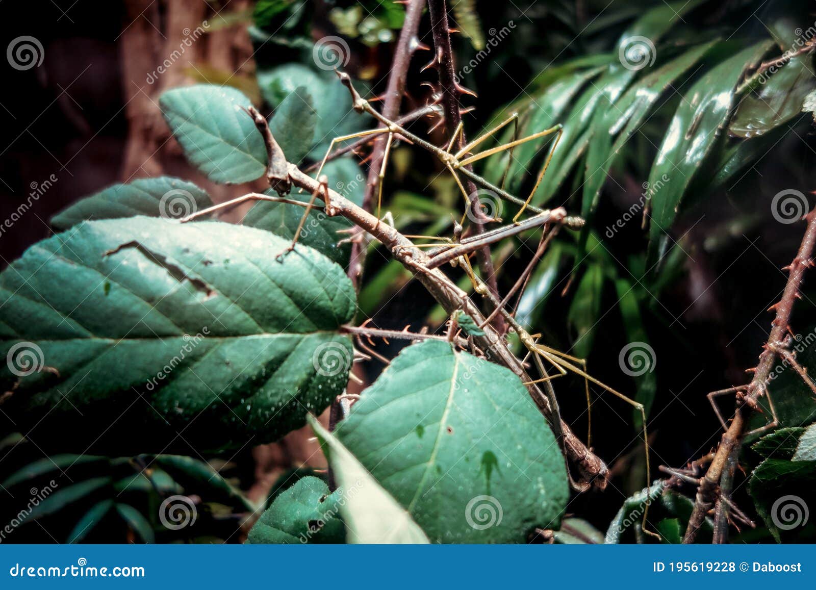 Stick Insect - Phasmatodea - in Tropical Forest Stock Photo - Image of ...